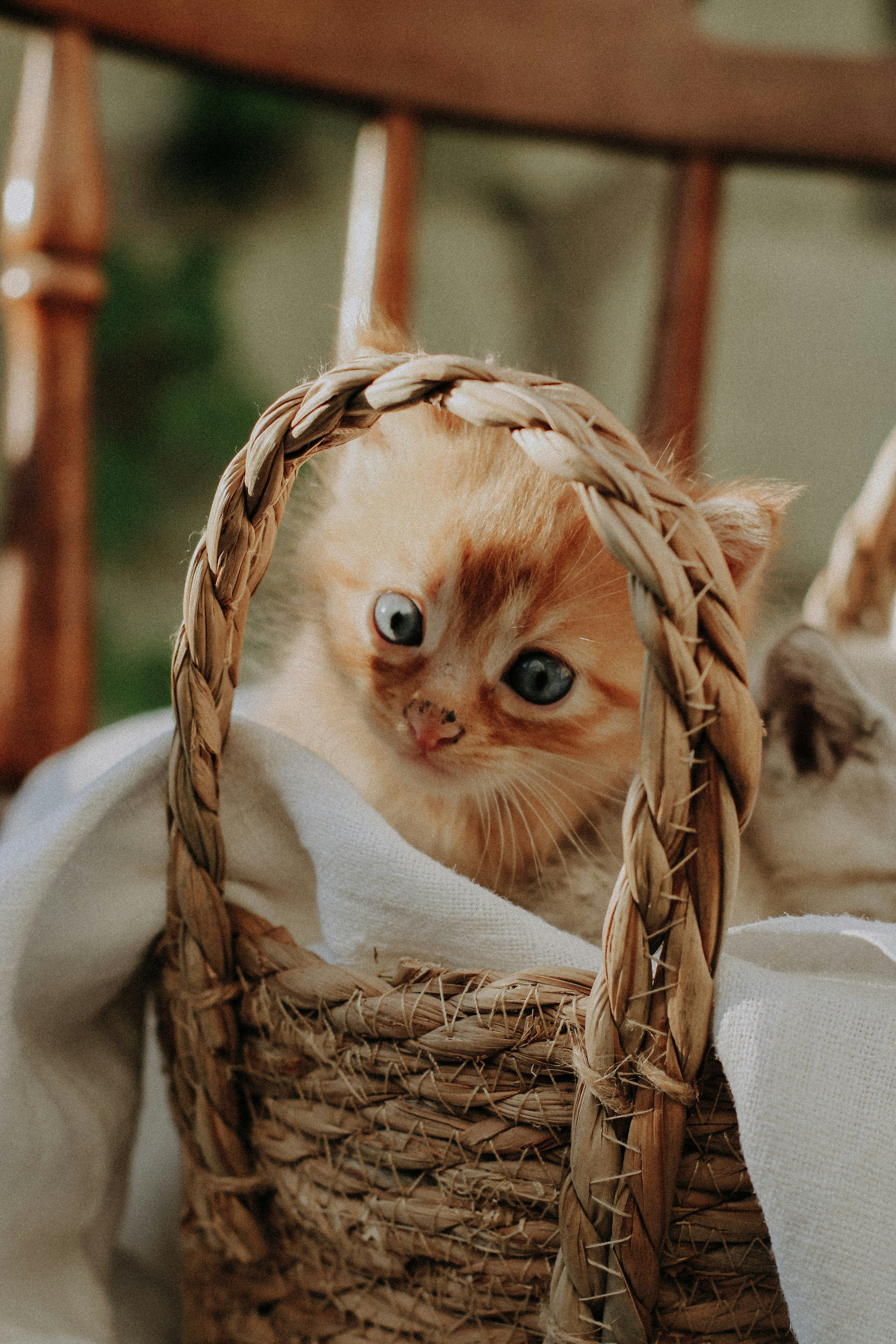 a cat in a basket
