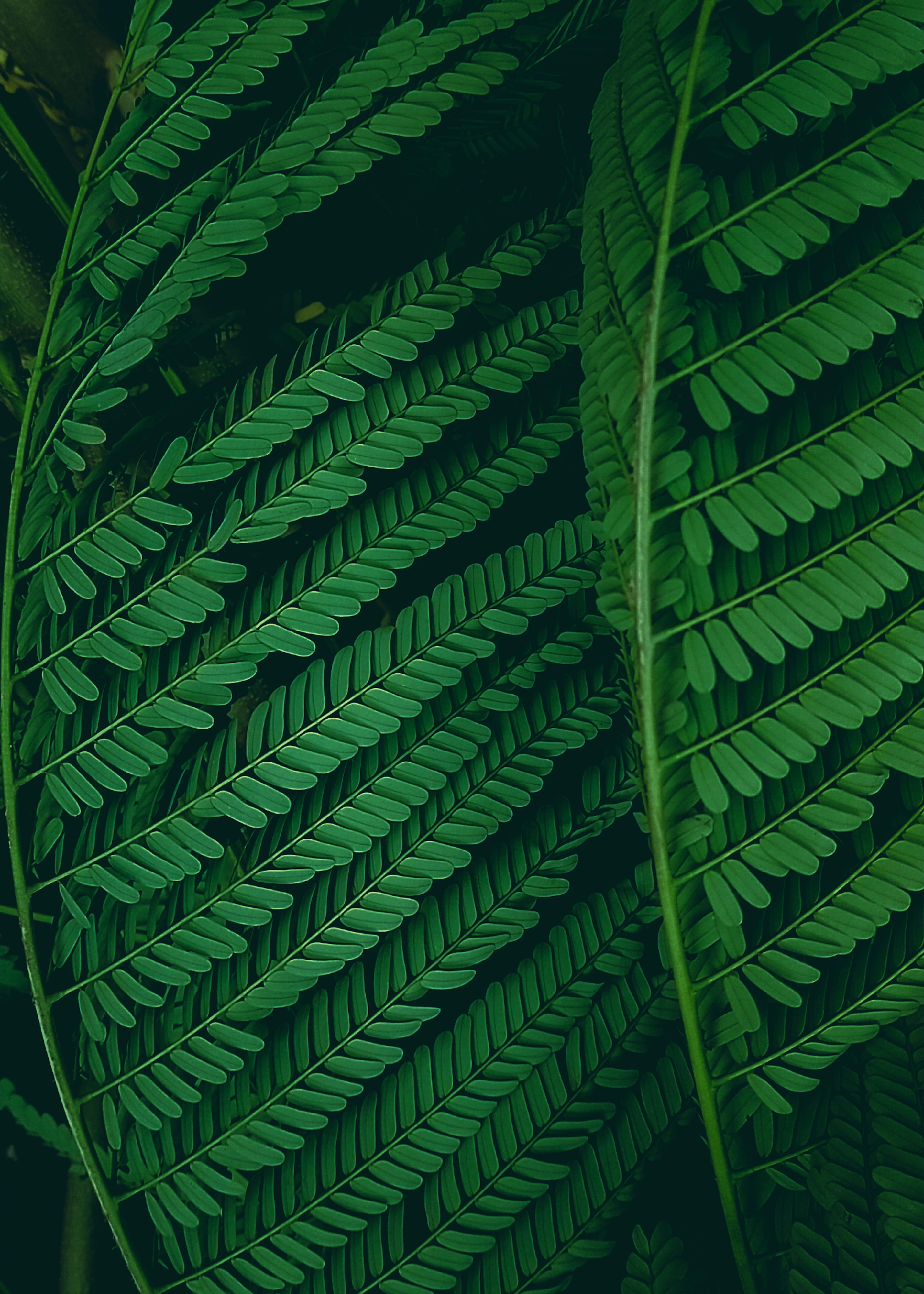 A close-up of some leaves photo – Free Full hd wallpaper Image on Unsplash