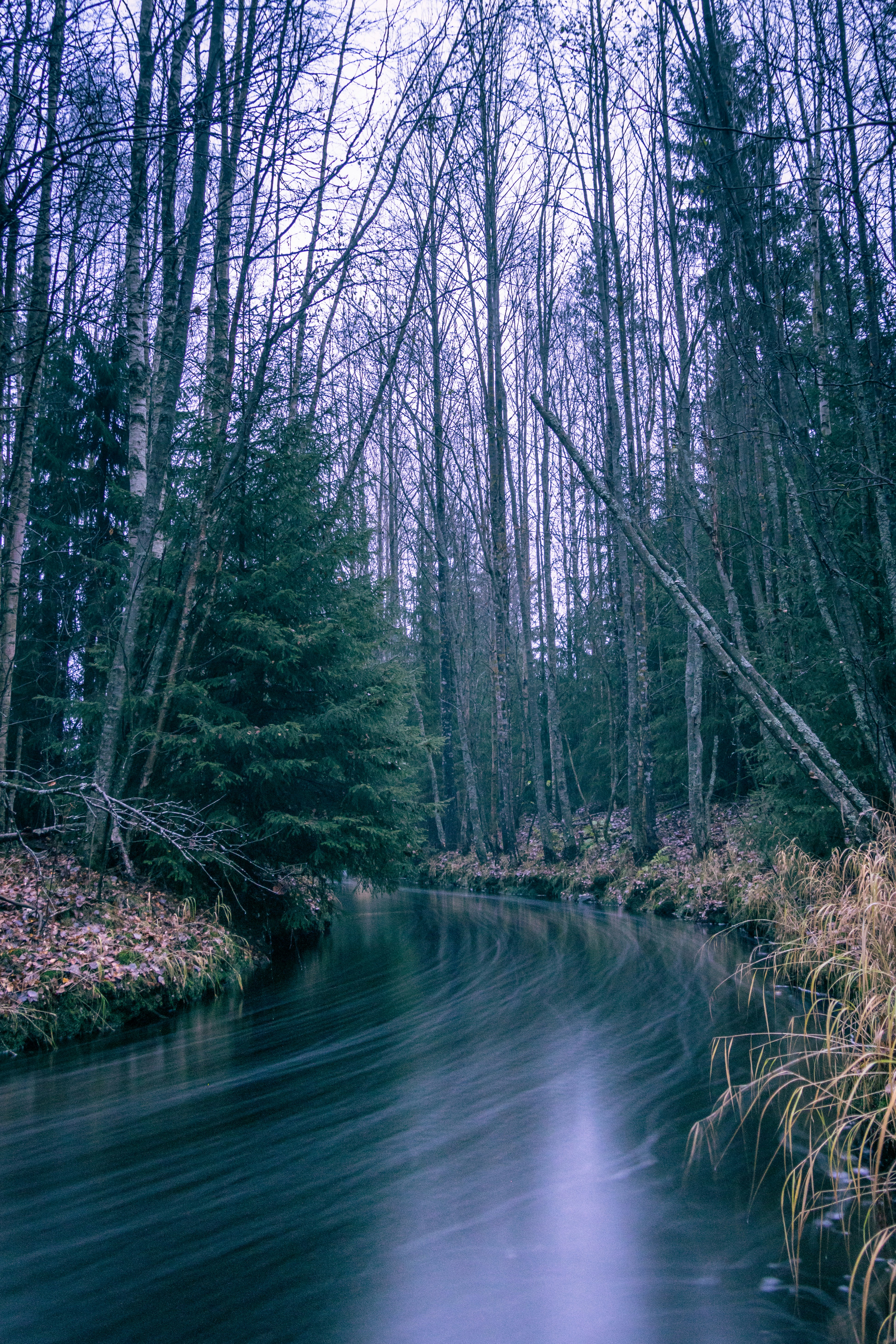 Whispering Current Through a Skeleton Forest