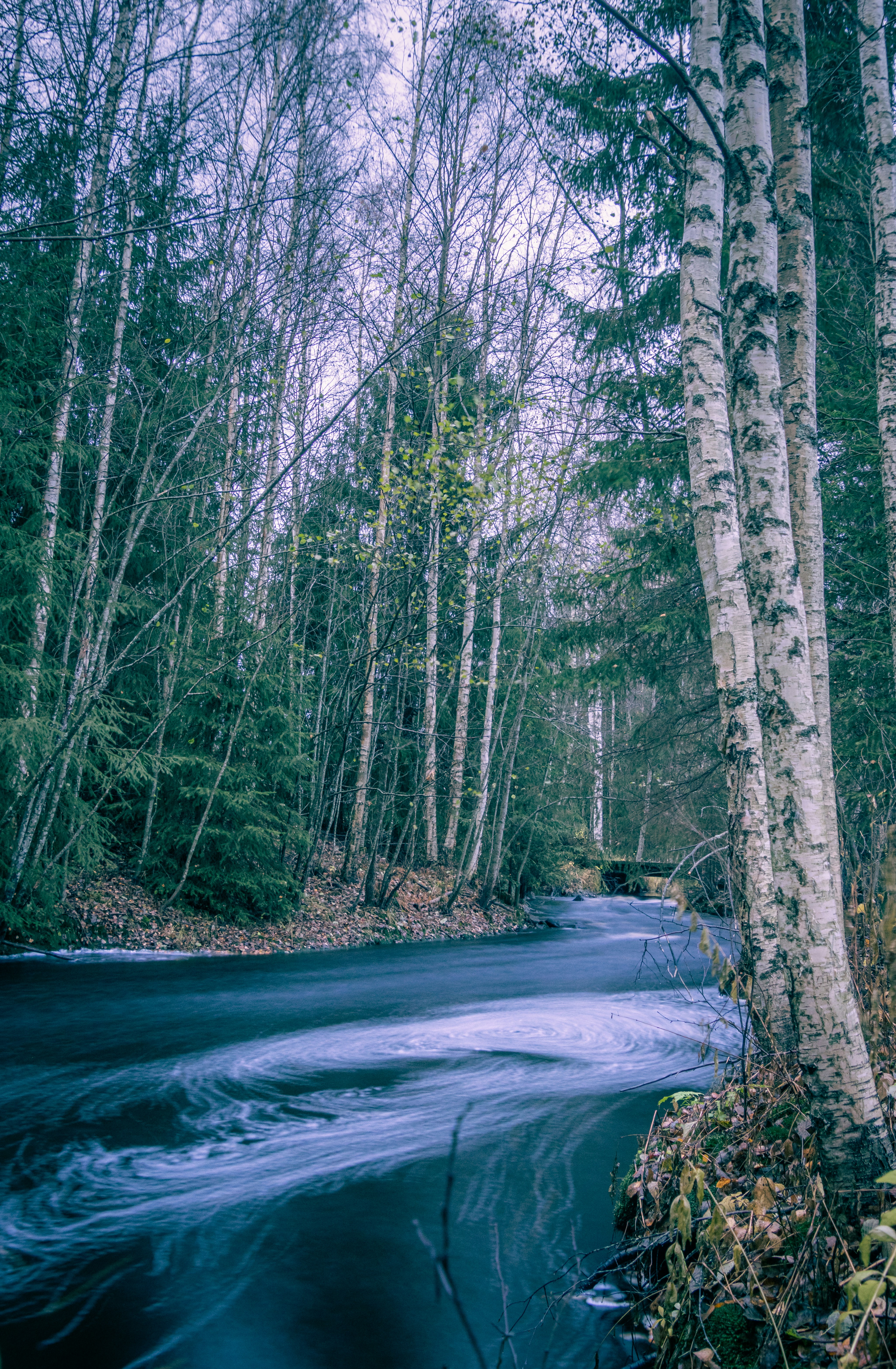 Whispering Stream Through Birch and Cedar