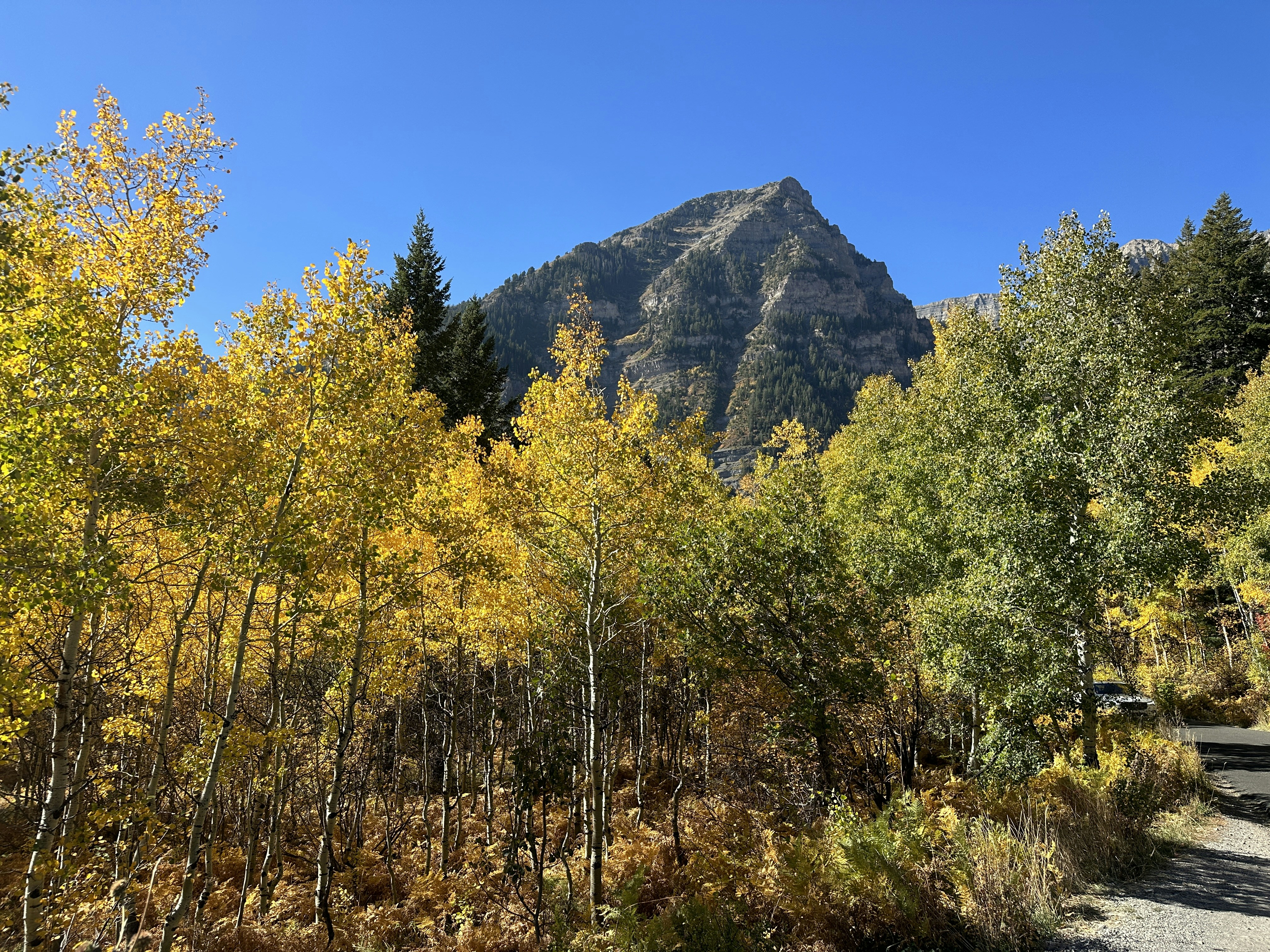 Golden Aspens Framing a Rugged Peak Under a Clear Blue Sky