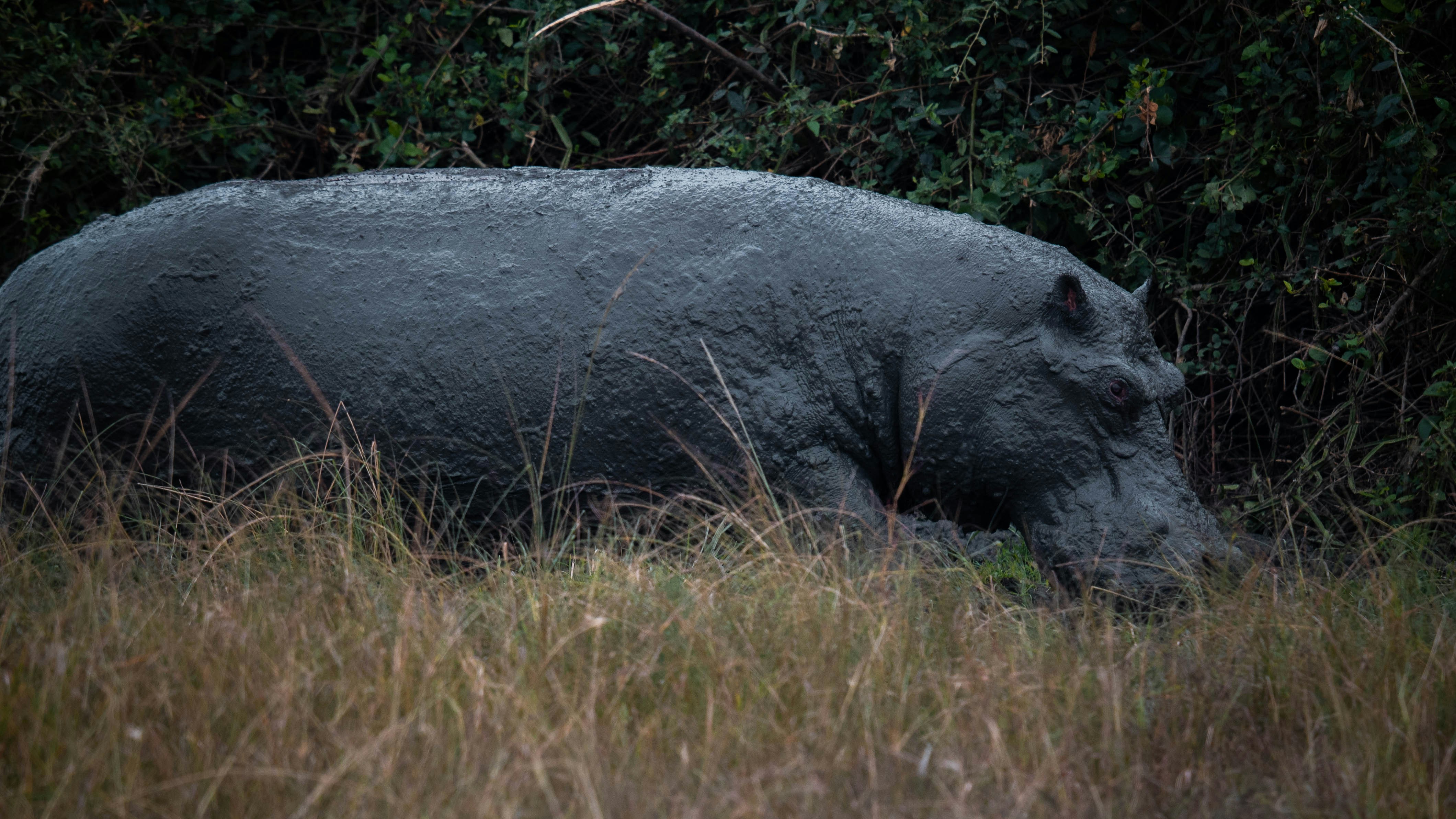 Hidden in Grass: A Rhino Lounging at the Edge of Shade