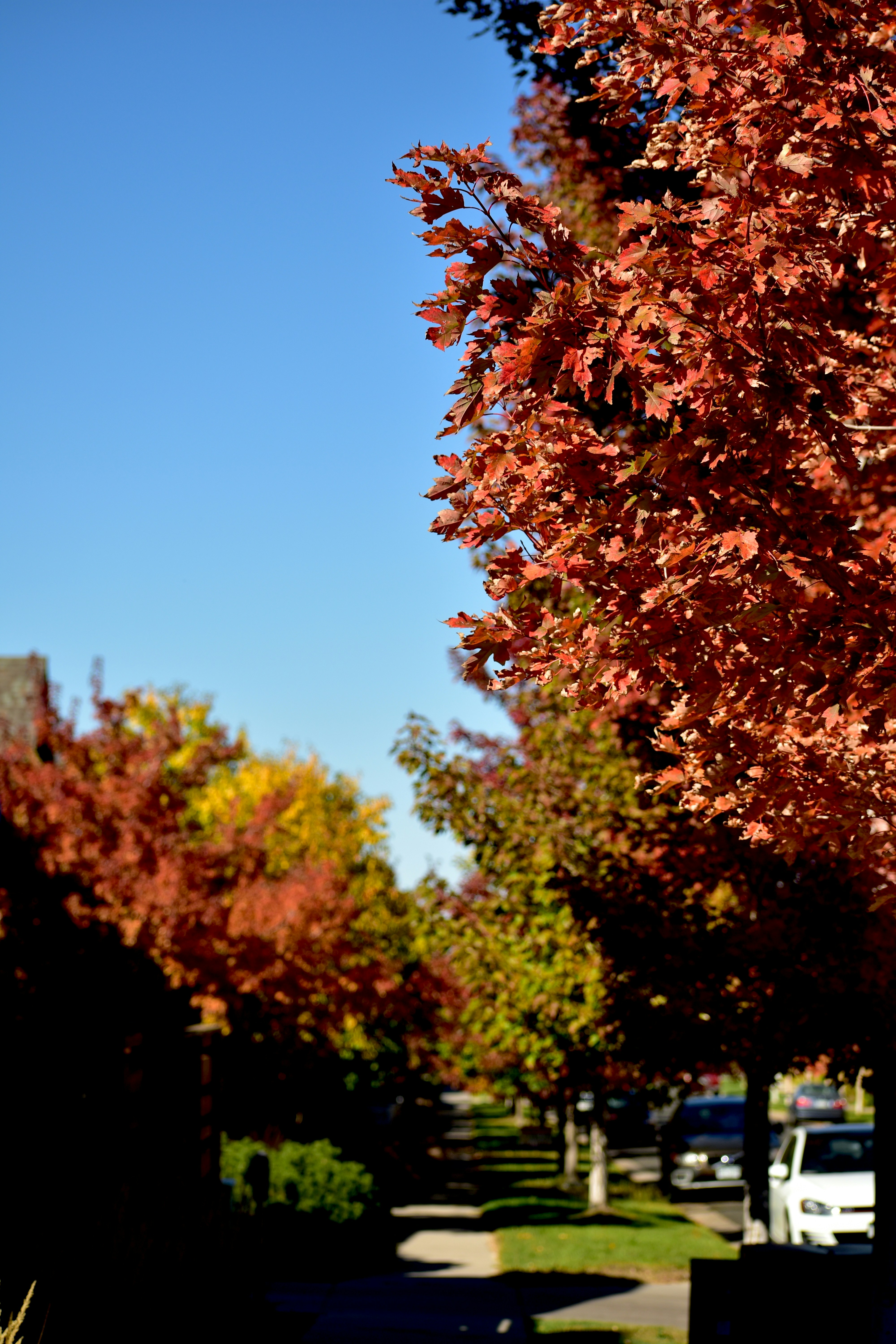 Fall colors in Denver | a street with trees on either side
