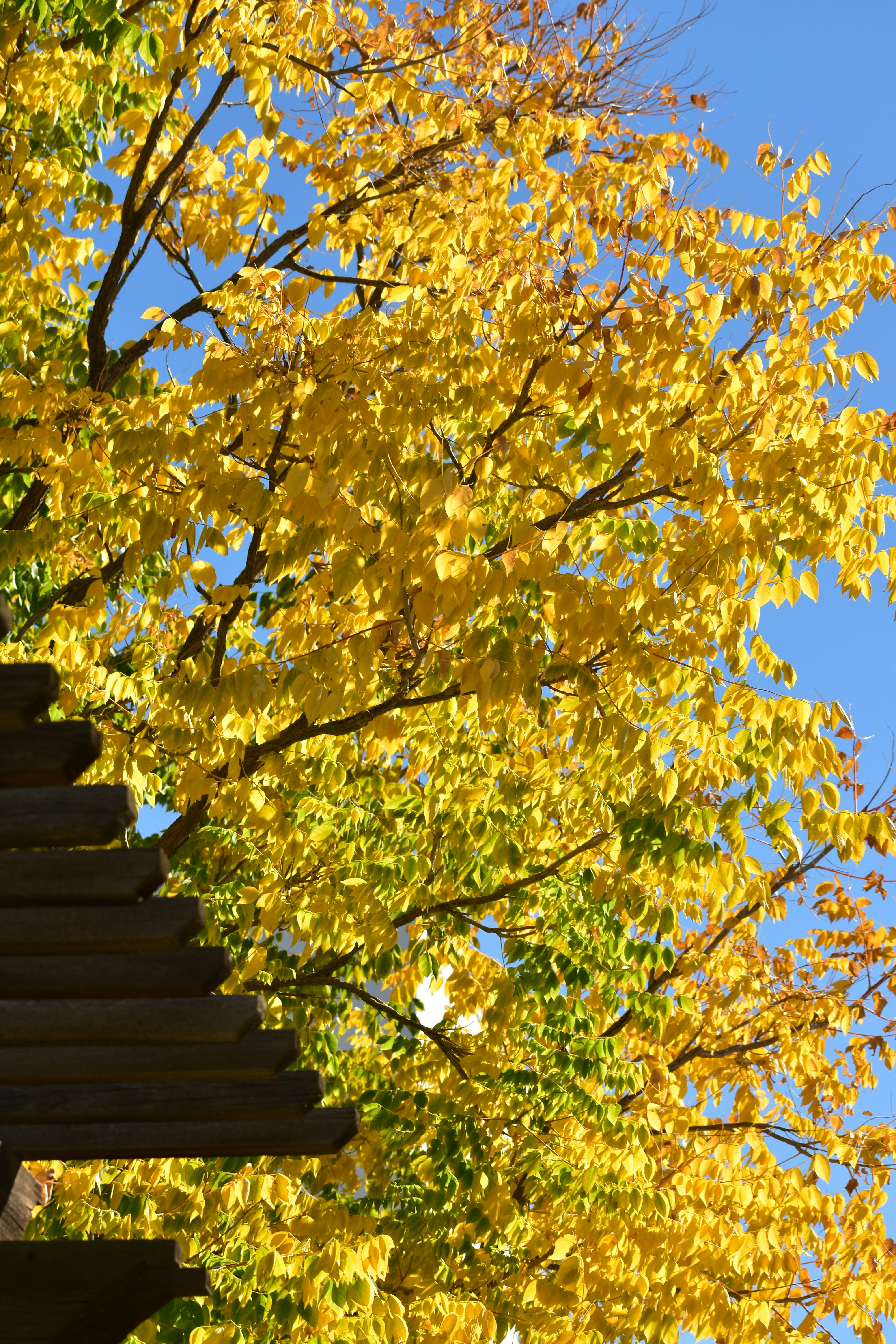 Gold Cascade Under a Clear Blue: Autumn Leaves Against a Rustic Roof