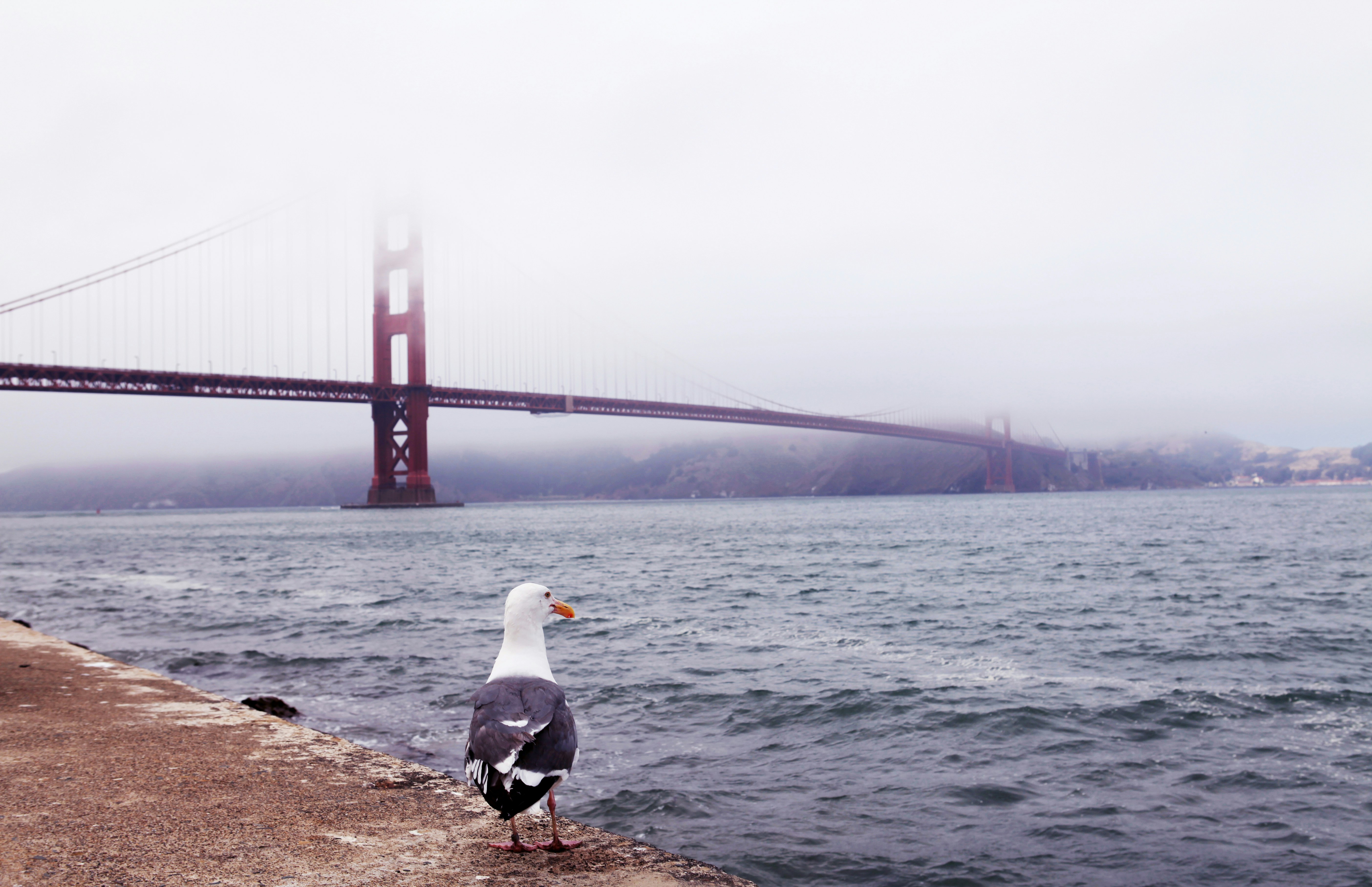 Seagull at a Fog-Soft Pier as the Golden Gate Looms in Distant Mist
