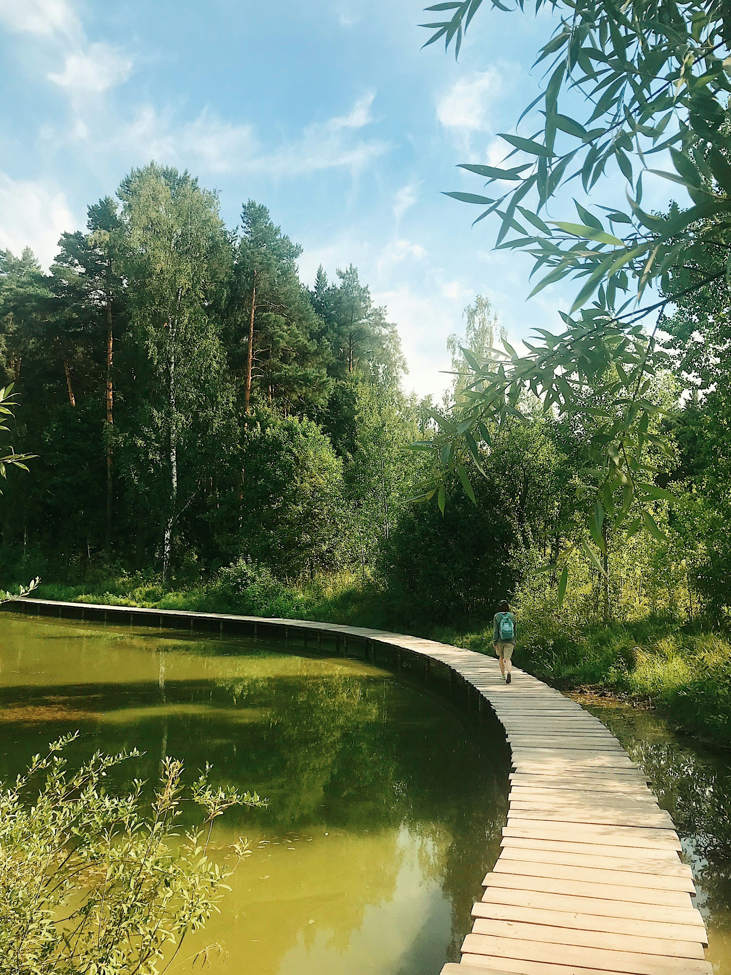 Whispering Curve: A sunlit boardwalk through a tranquil forest pond
