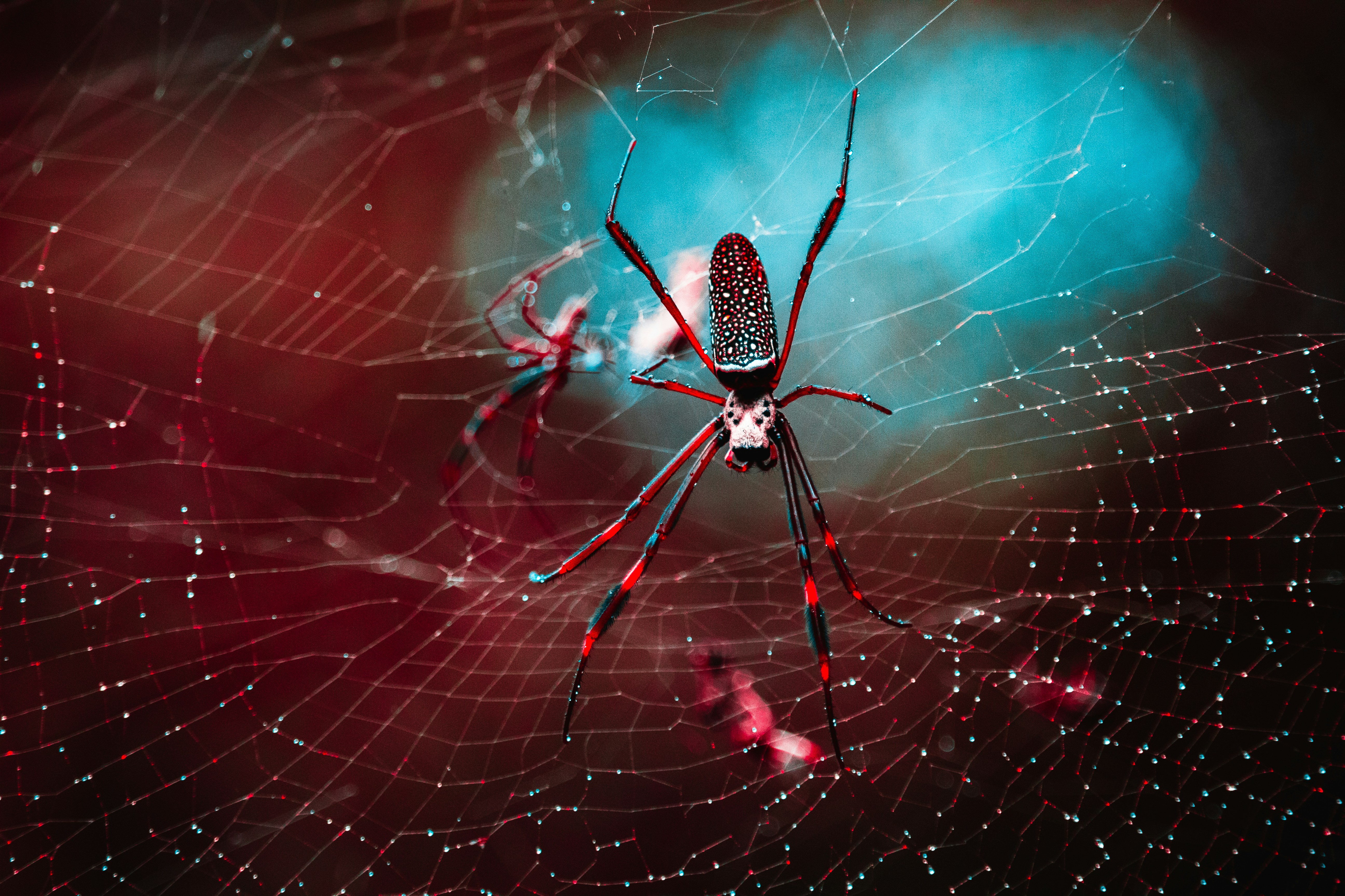 A group of red and white spider photo – Free Animal Image on Unsplash