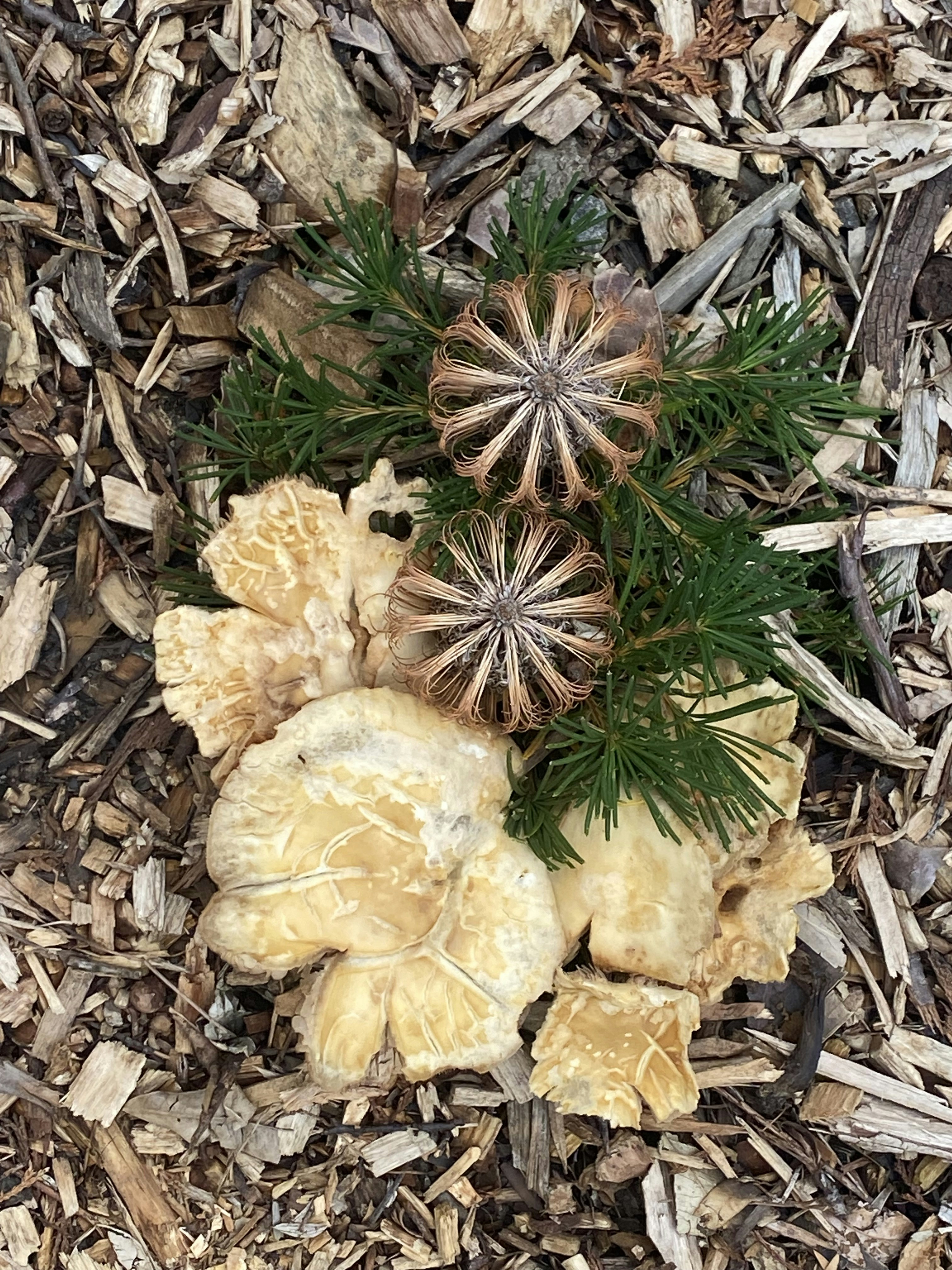 Mushrooms
