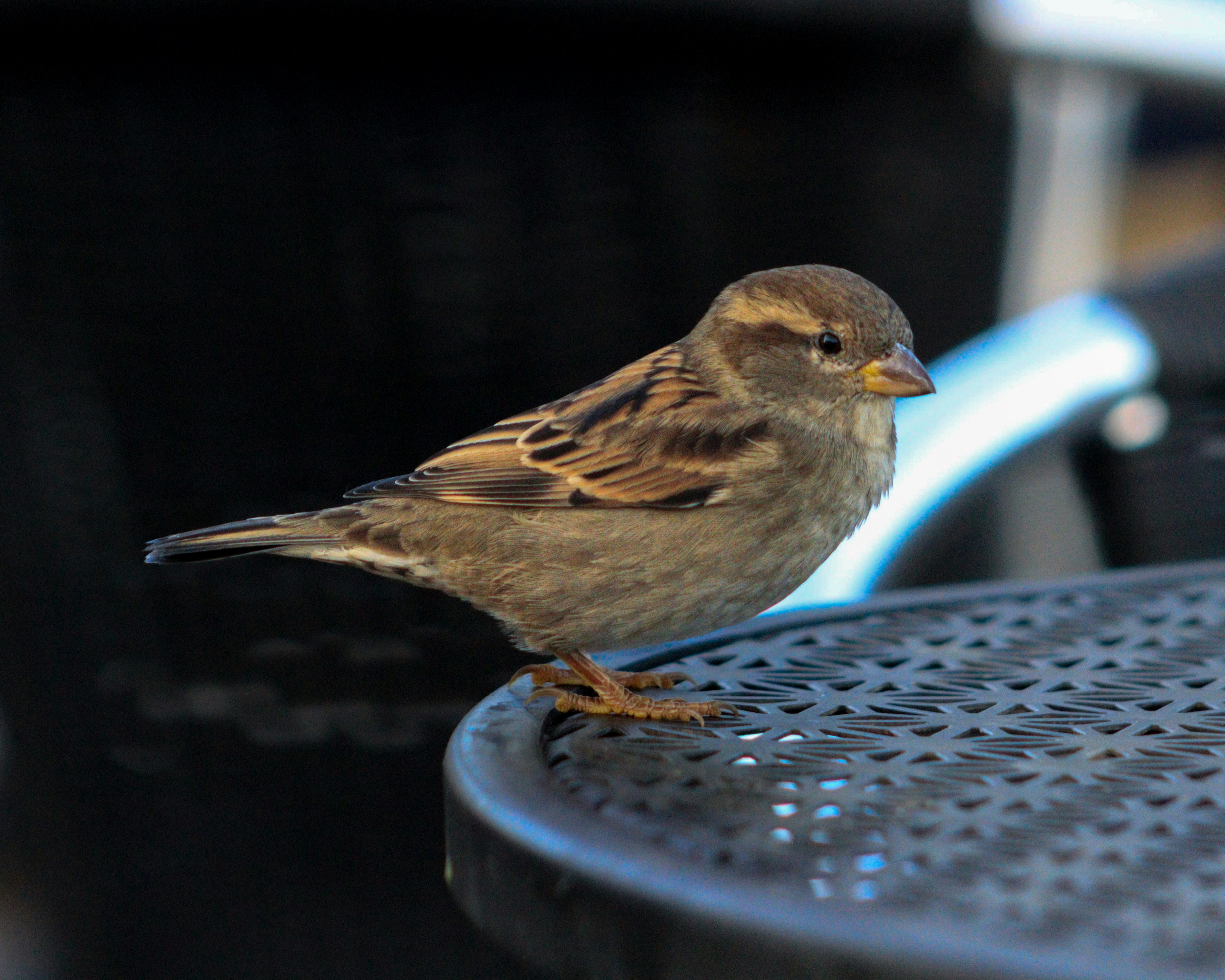 Sparrow perched on a perforated table in quiet urban light