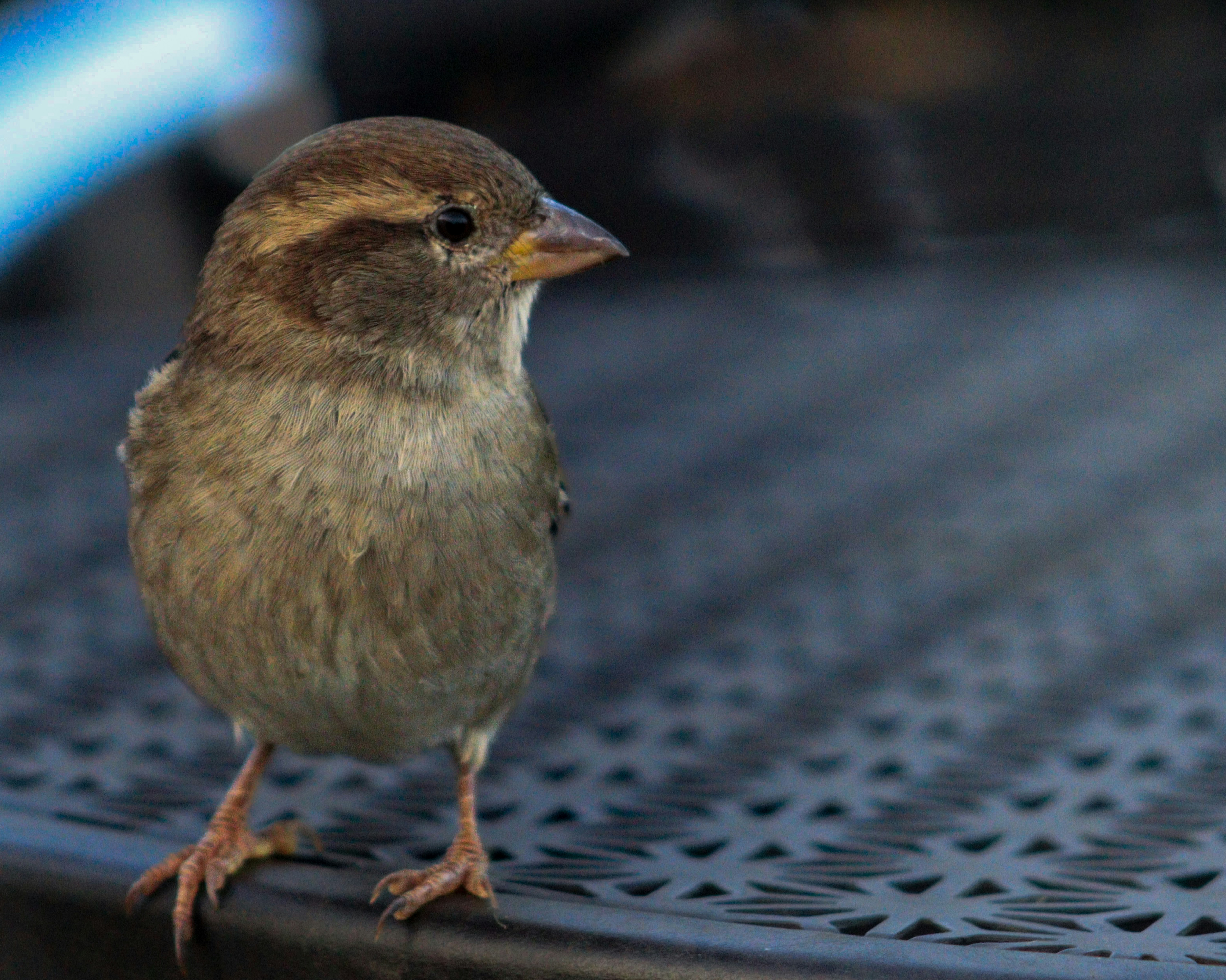 a small bird standing on a surface