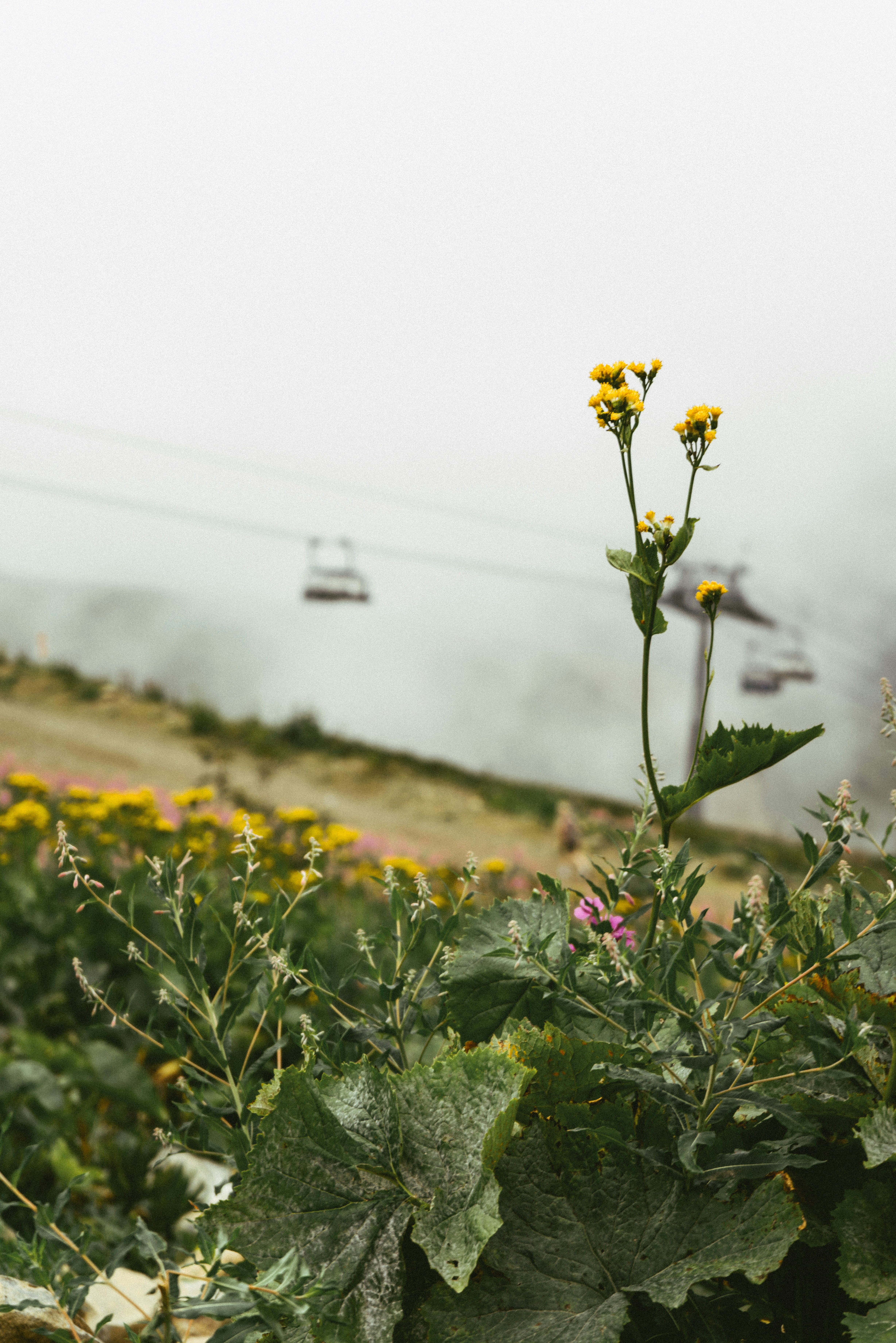 Yellow-topped sentinels on a misty hillside
