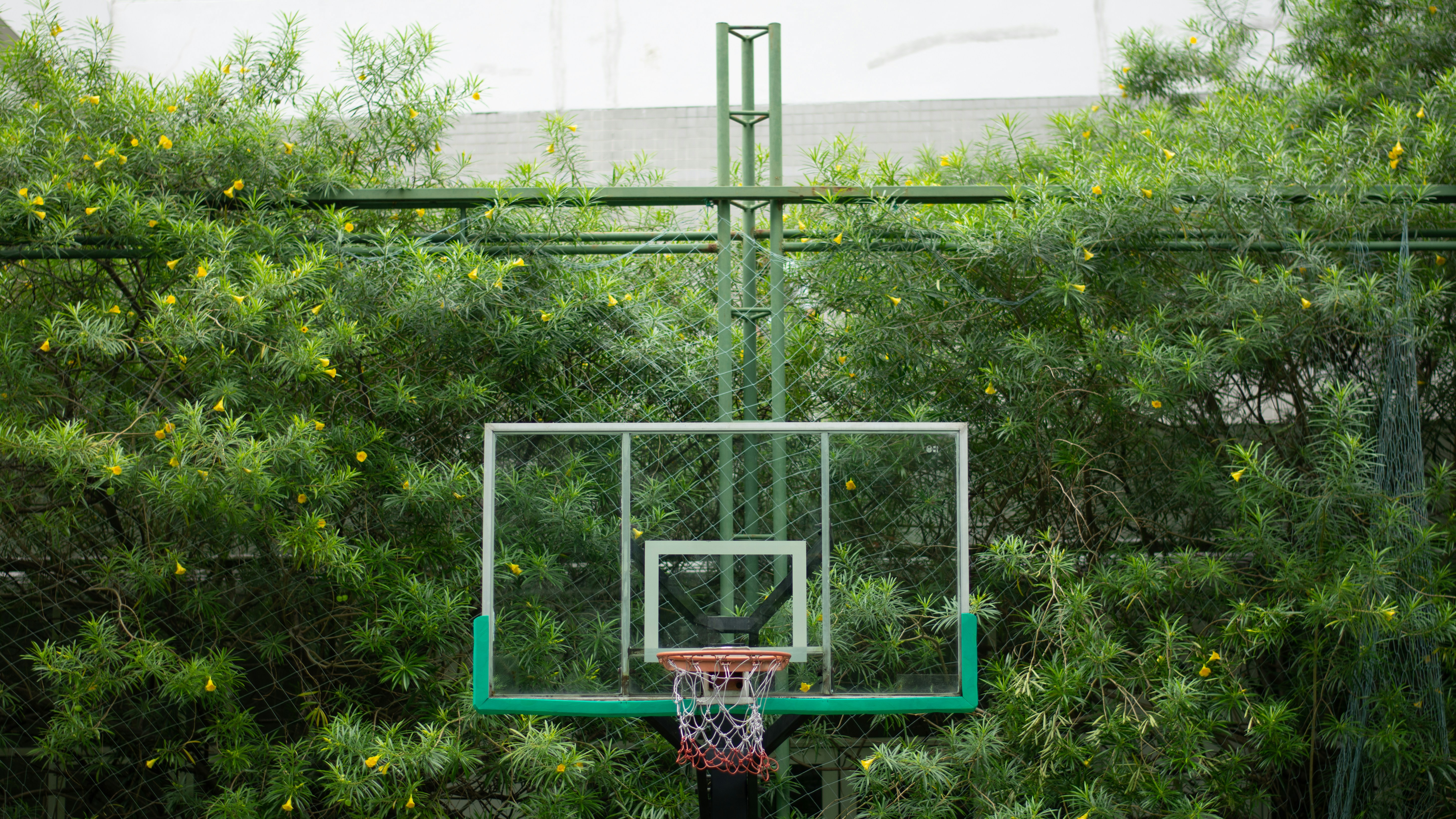 Basketball Hoop Framed by Greenery Under Overcast Skies