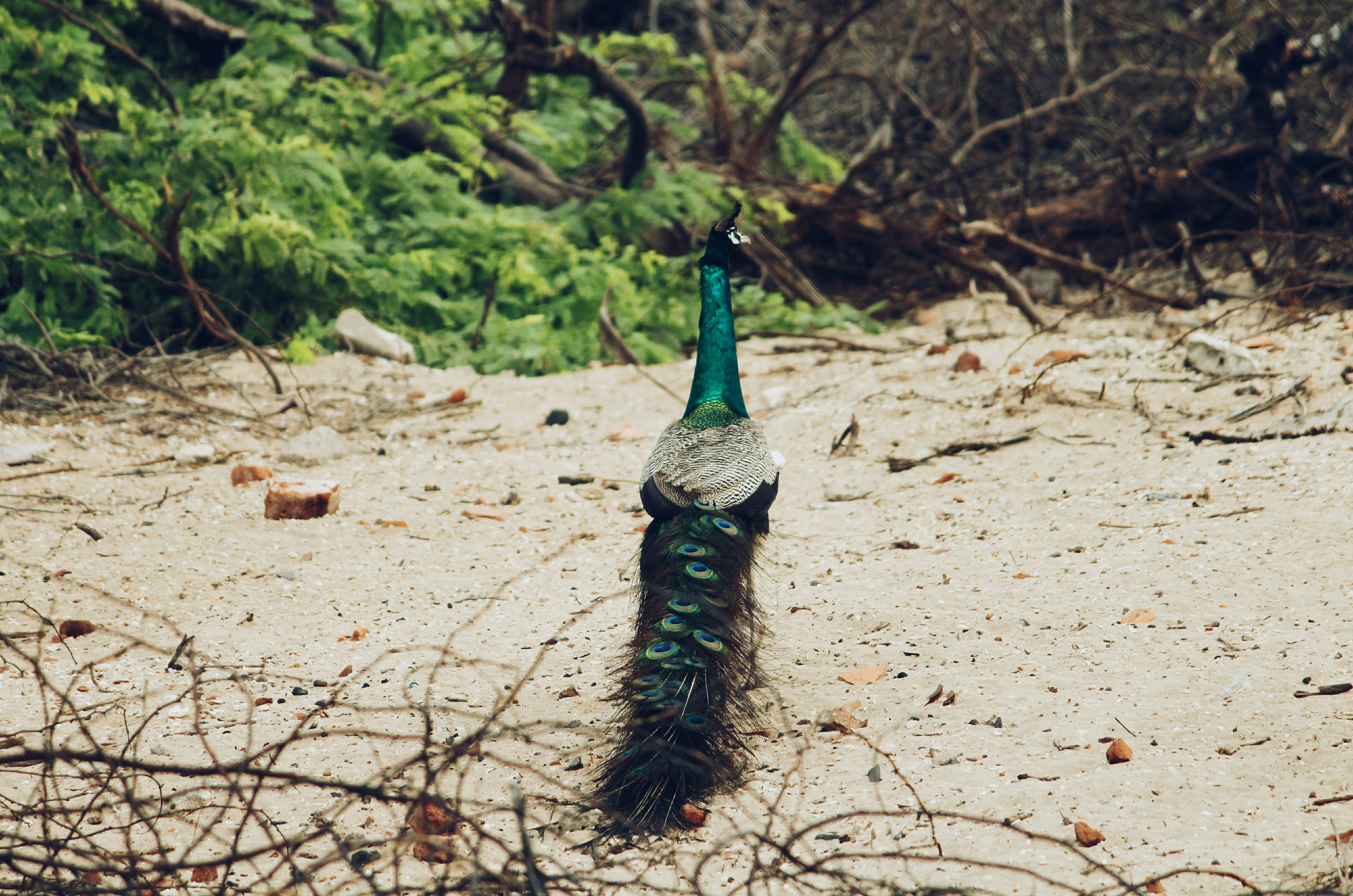 Verdant Peacock Feather Rising from Desert Sand