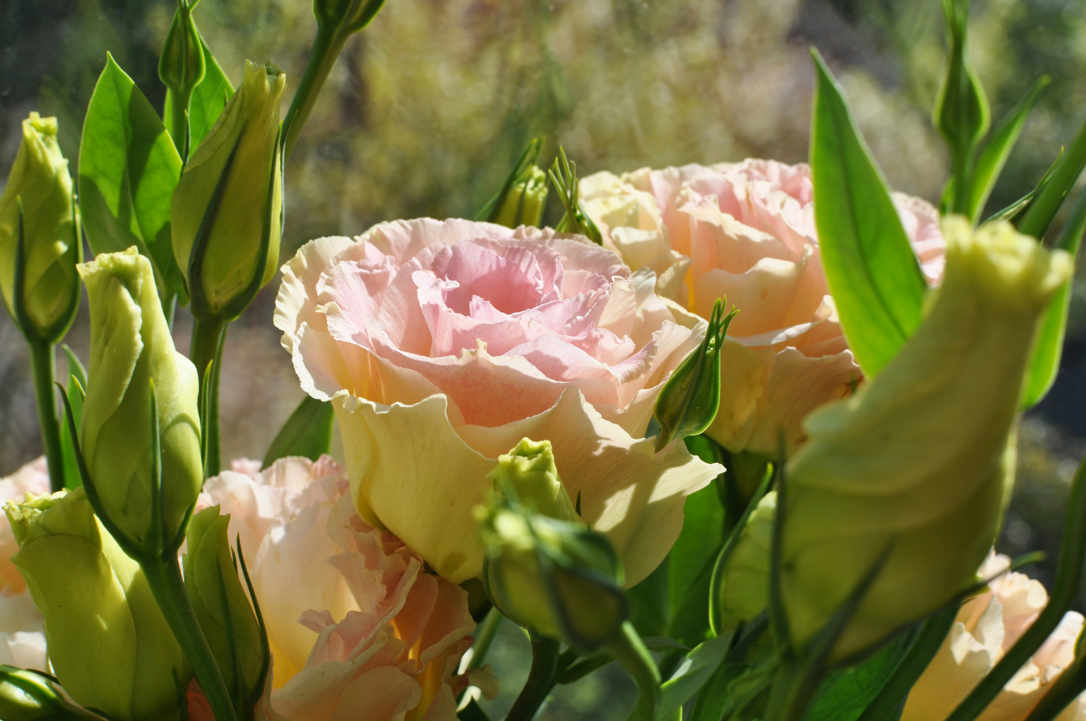 Whispers of Spring: A Floral Embrace