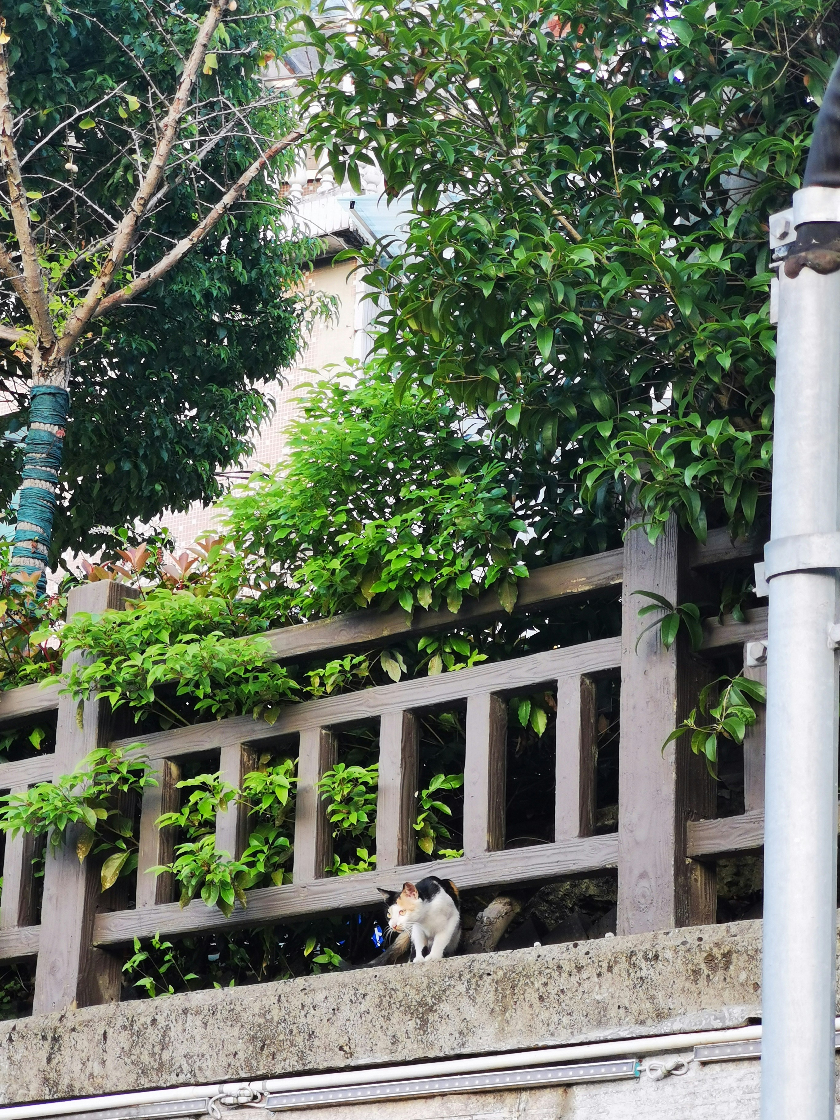 Sly Feline Perched on a Sunlit Ledge Framed by Garden Railings