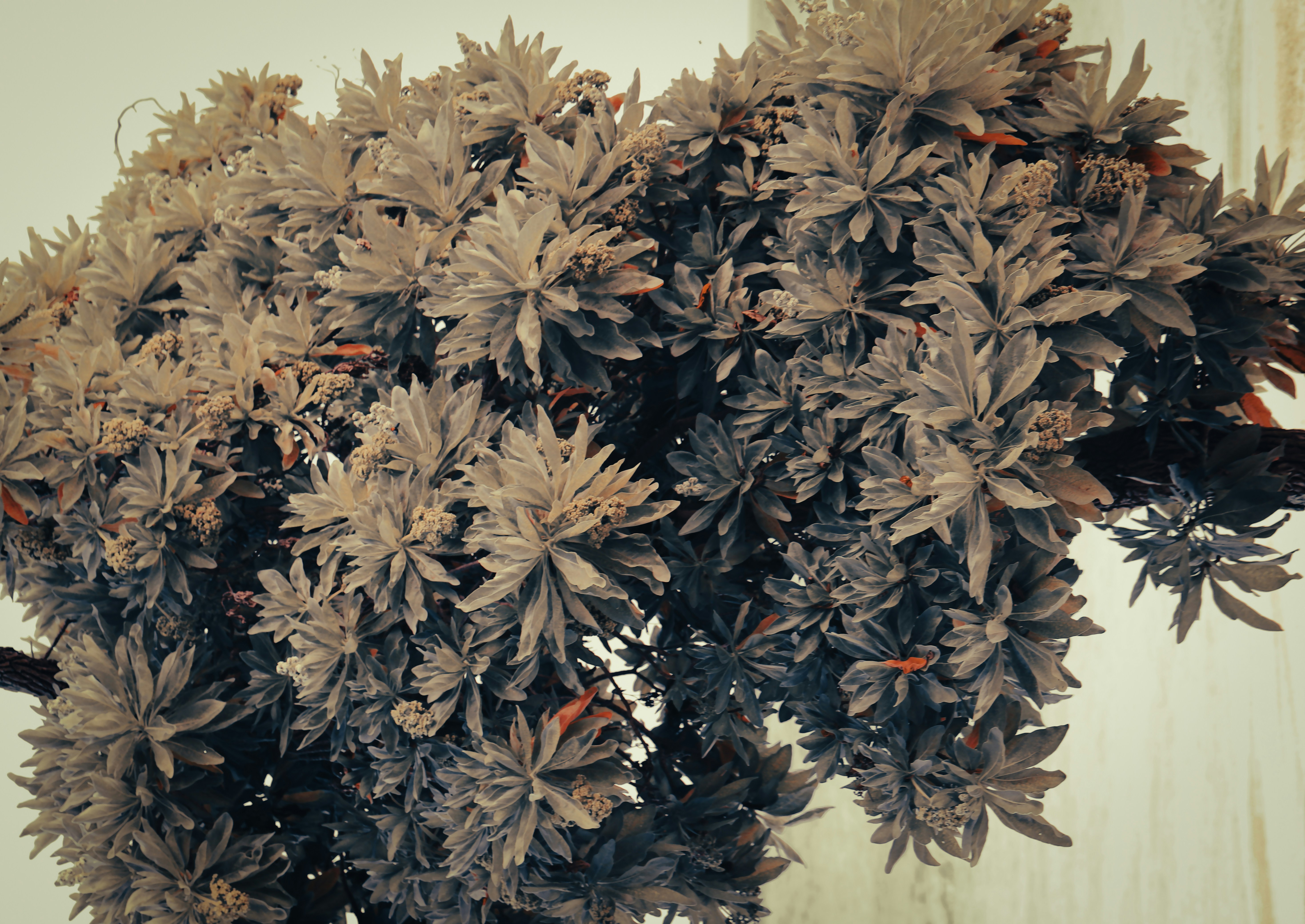 Sepia-toned Starleaf Foliage Framed by Soft Curtain Backdrop