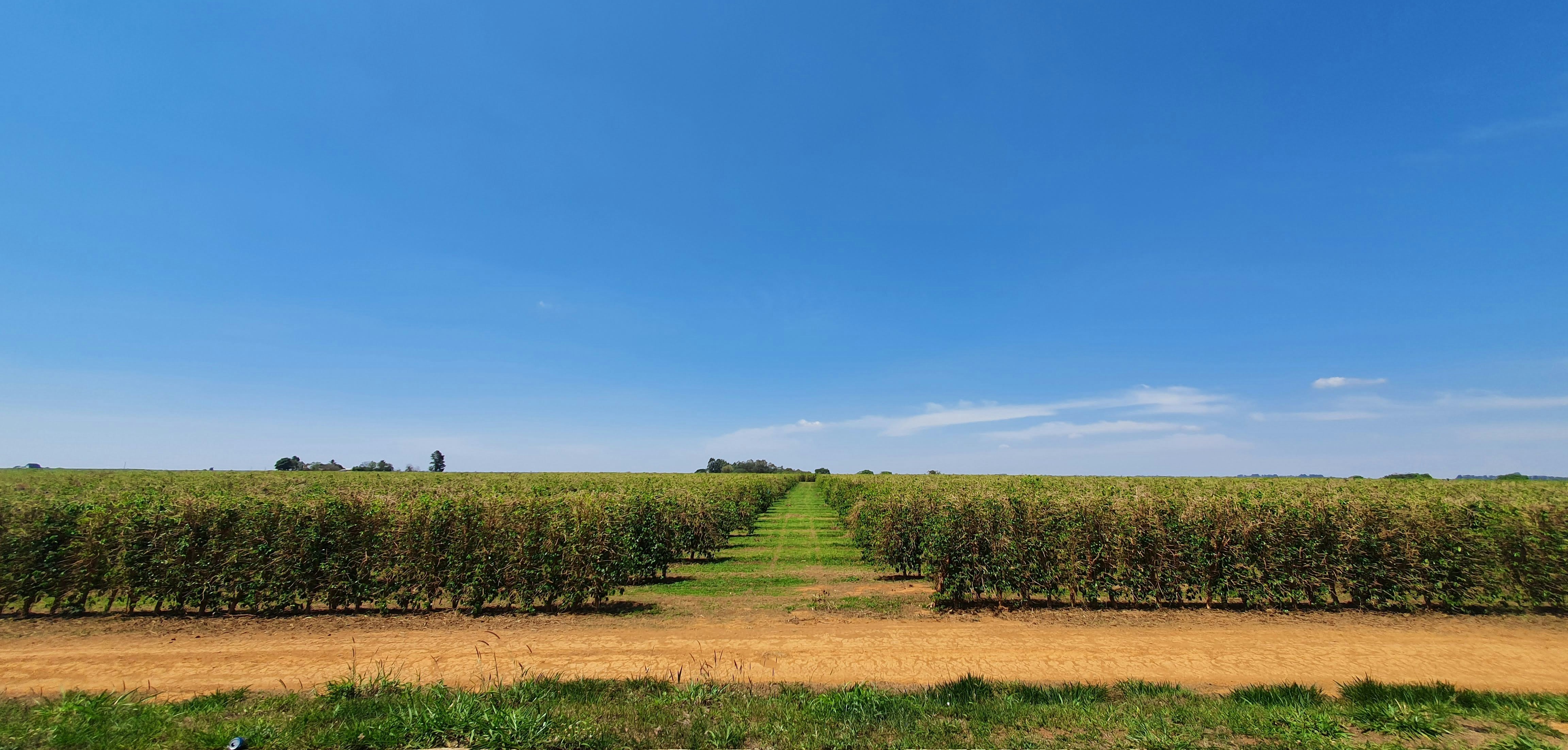 A field of green plants photo – Free Plantation and blue sky Image on ...