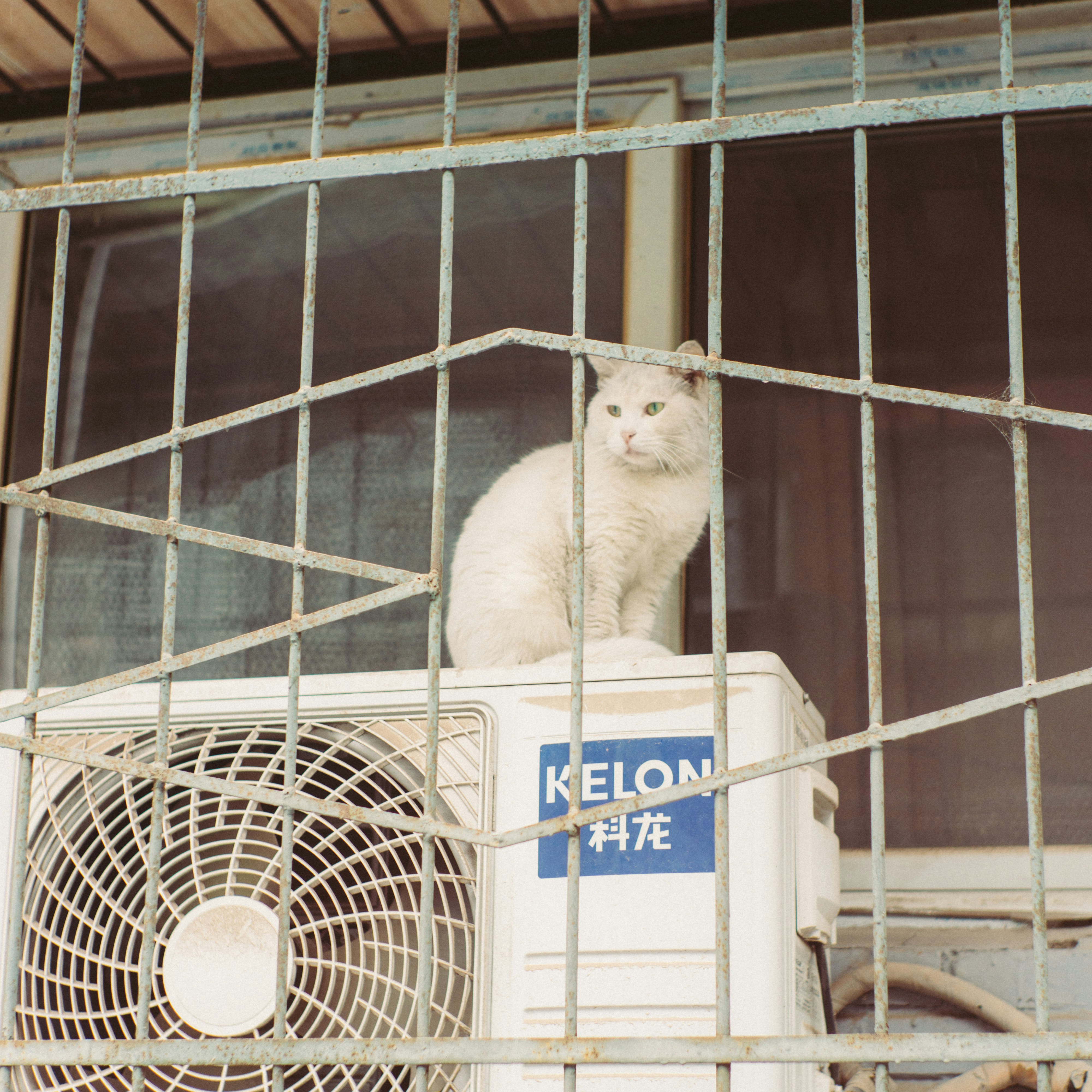 Whiskered Sentinel Behind the Grille: White Cat on an Air-Conditioning Unit