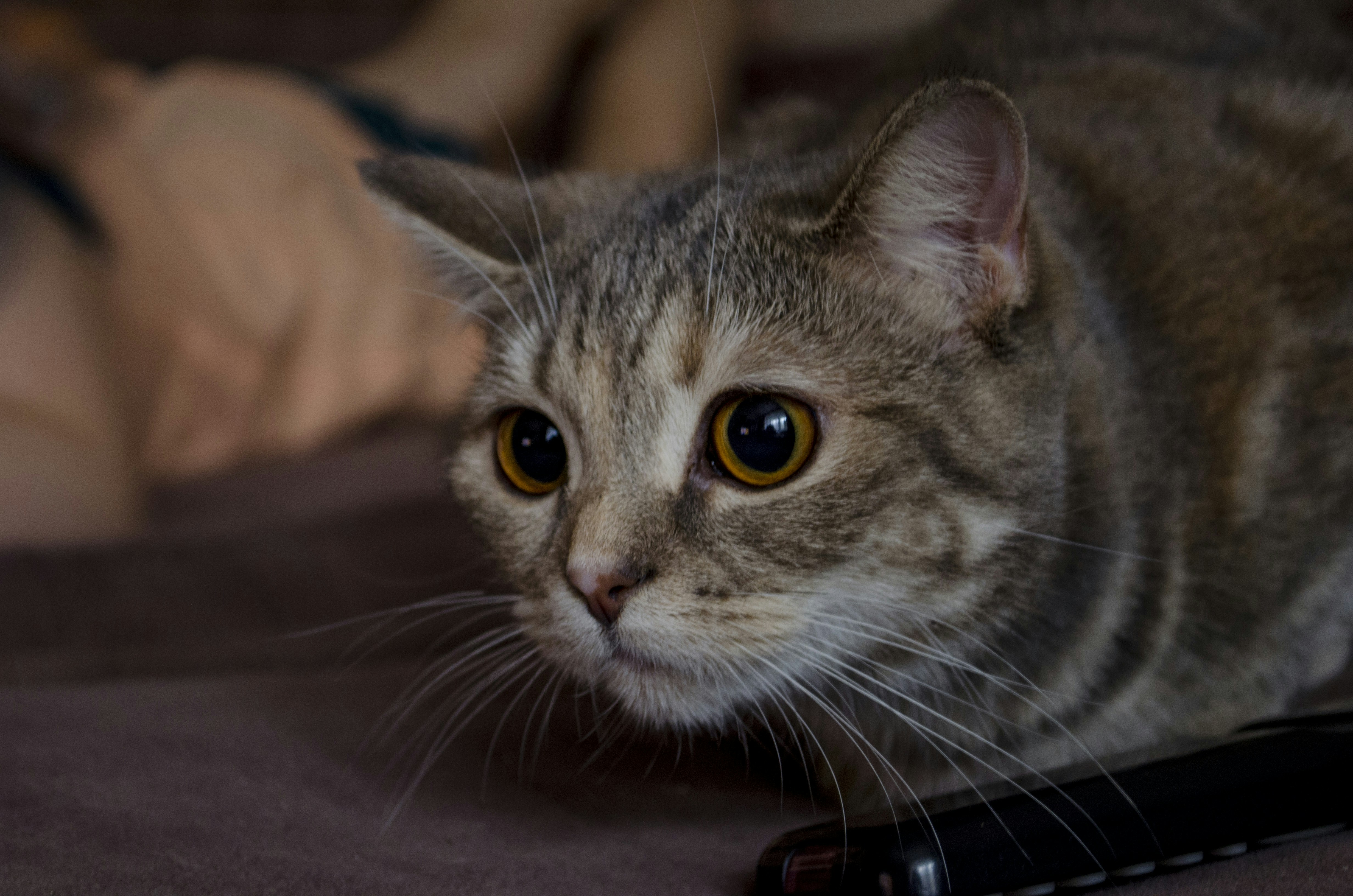 a cat looking at the camera