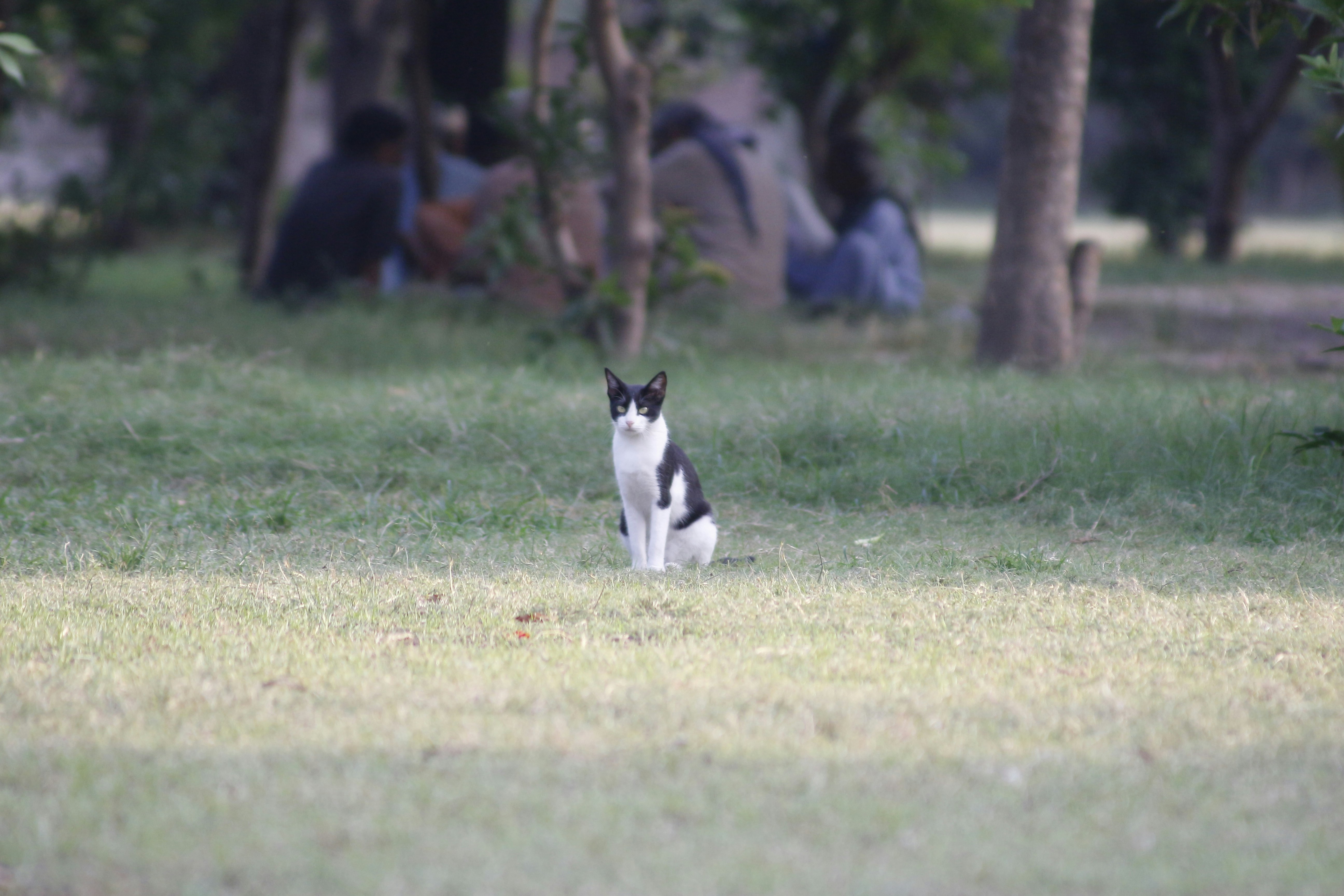 Black and white cute cat