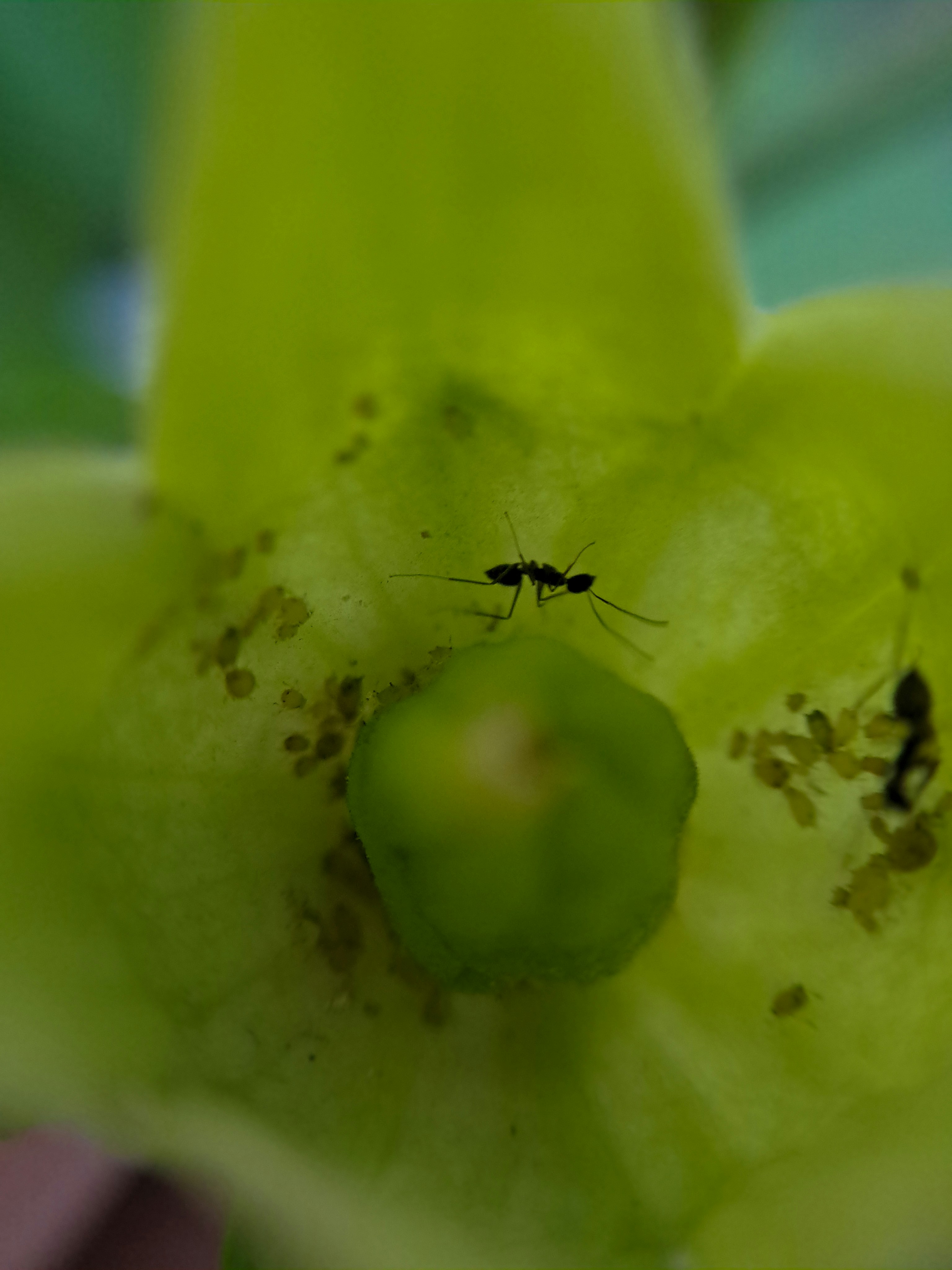 Ant on a Green Bloom: Delicate Focus Beneath Petal Veils