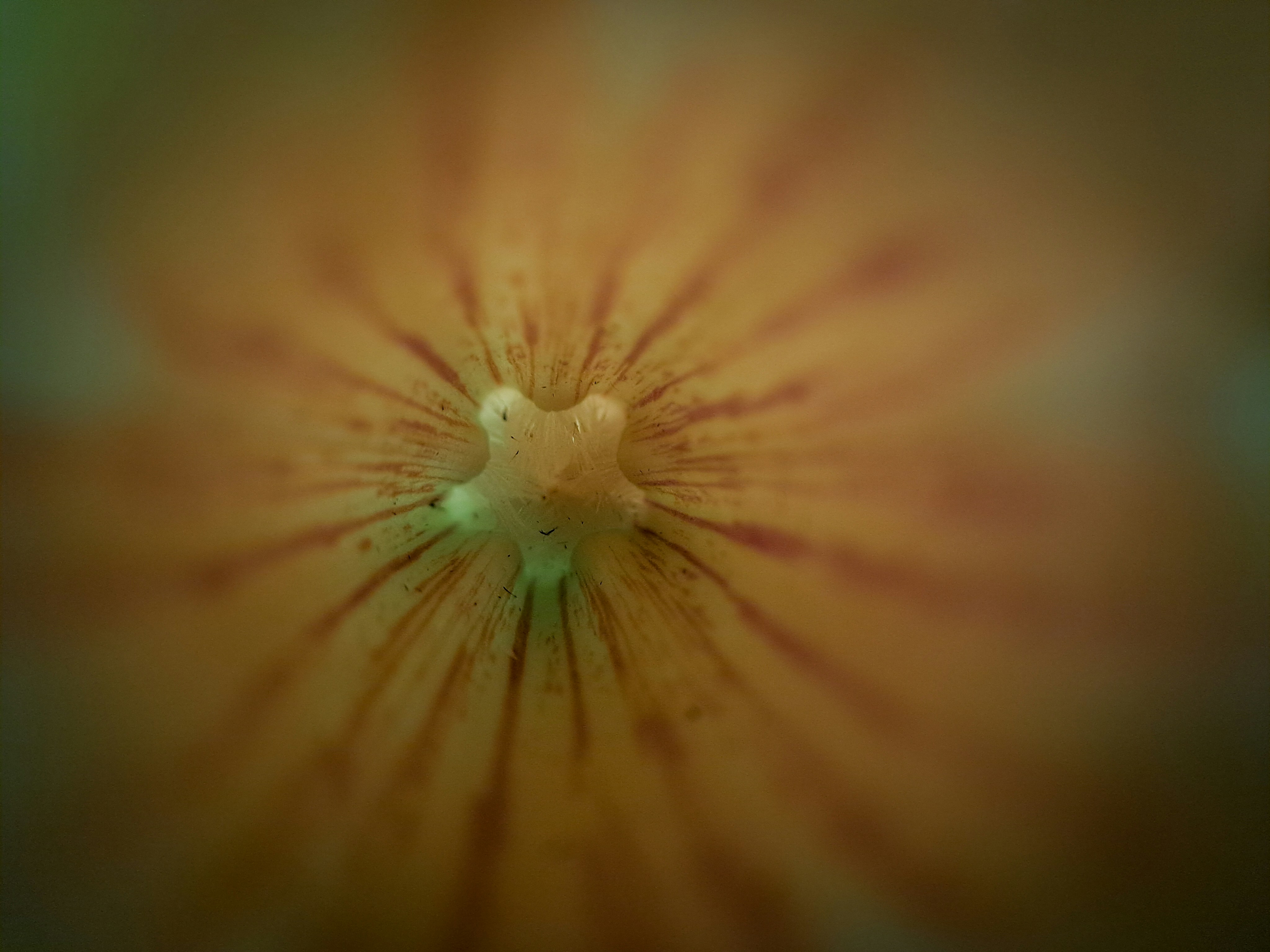 Close-up of a flower's central structure, showcasing delicate patterns and textures in warm tones. The image highlights the beauty of natural forms.