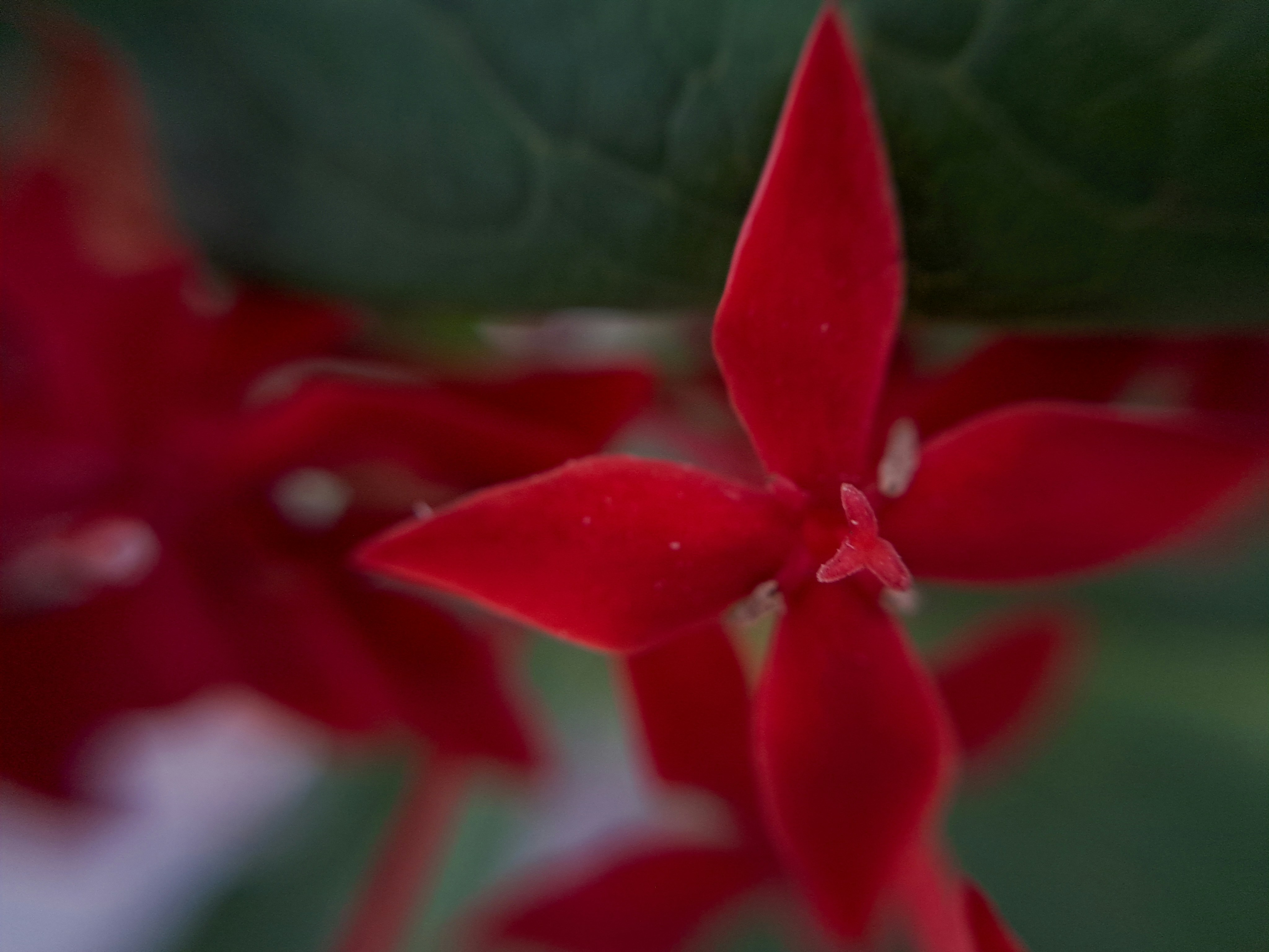 Crimson Cross: a macro portrait of a red blossom in velvet bokeh