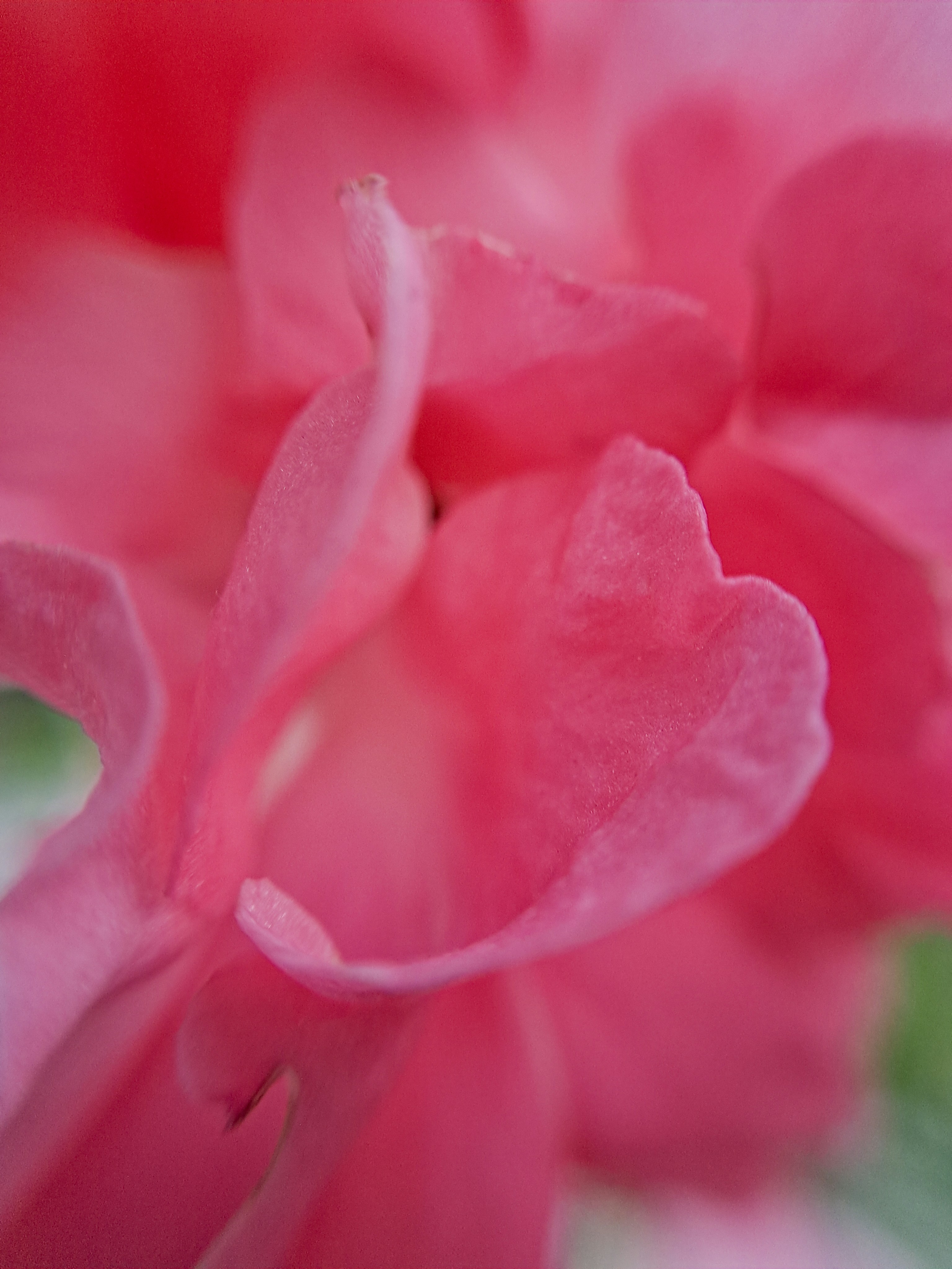 Macro photograph of soft pink flower petals with velvety texture and curling edges, emphasizing color and delicate form.