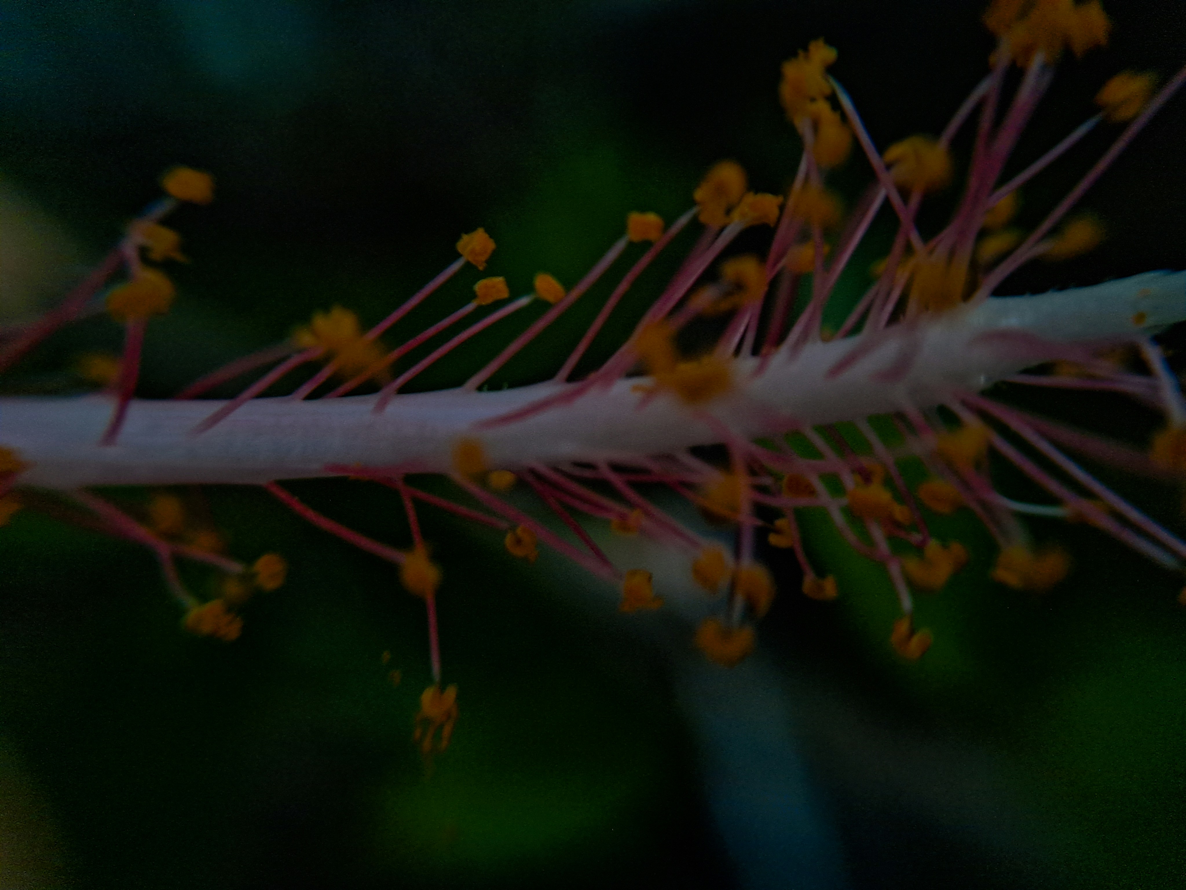 Close-up view of a flower's reproductive structure, showcasing vibrant yellow stamens and delicate pink filaments against a blurred green background.