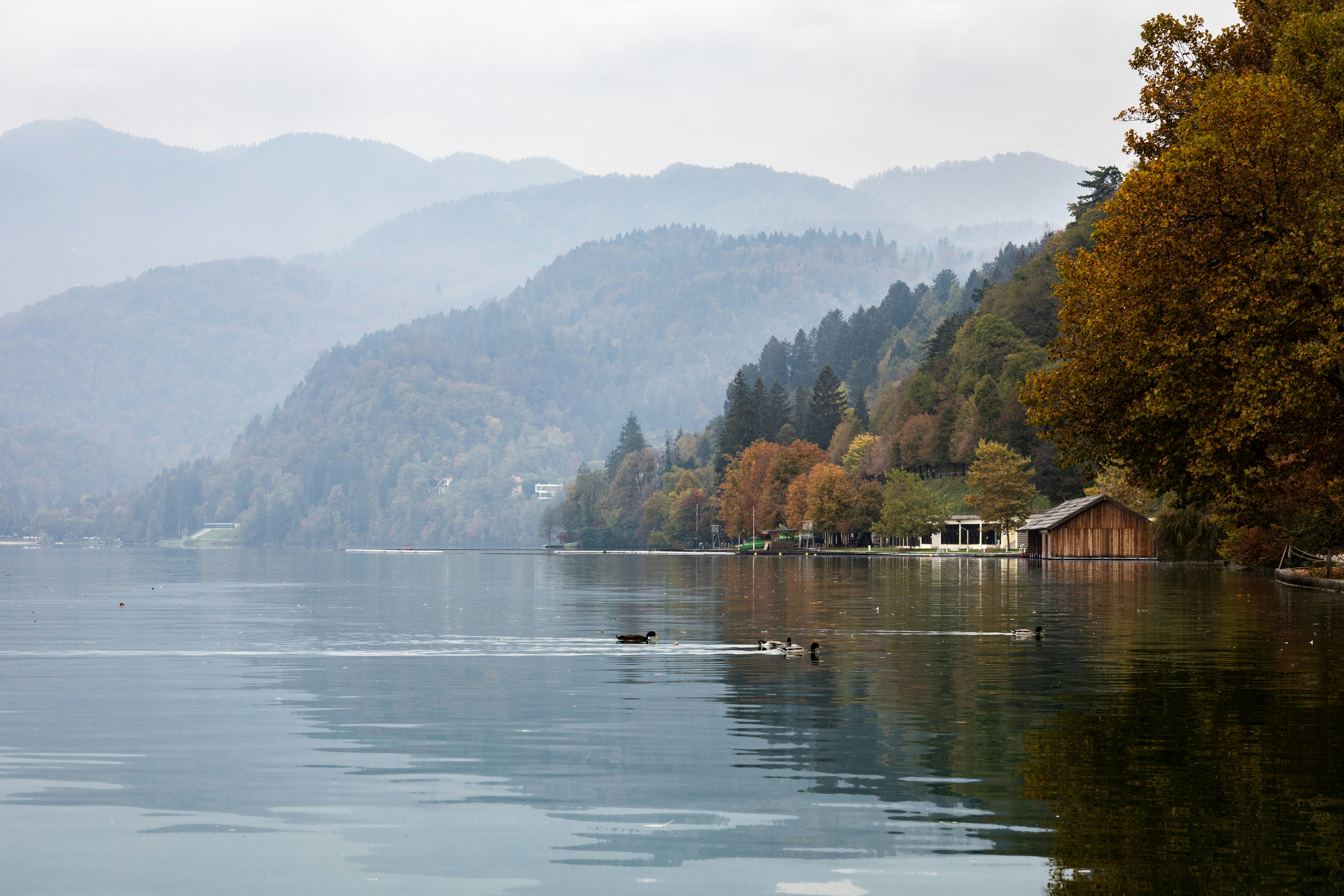 Ducks glide across a calm lake surrounded by autumnal trees and distant misty hills.
