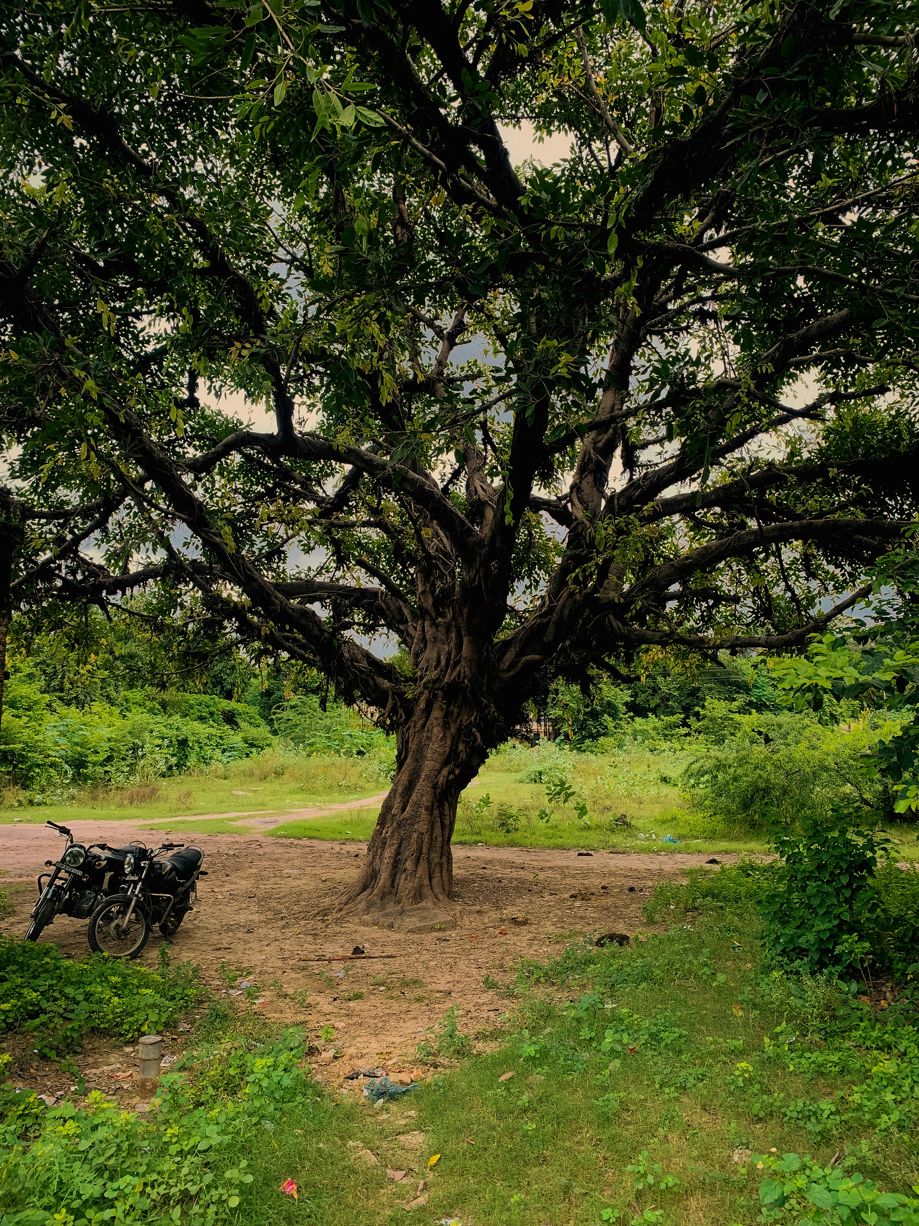 The Sentinel Tree with a Ride of Shadows