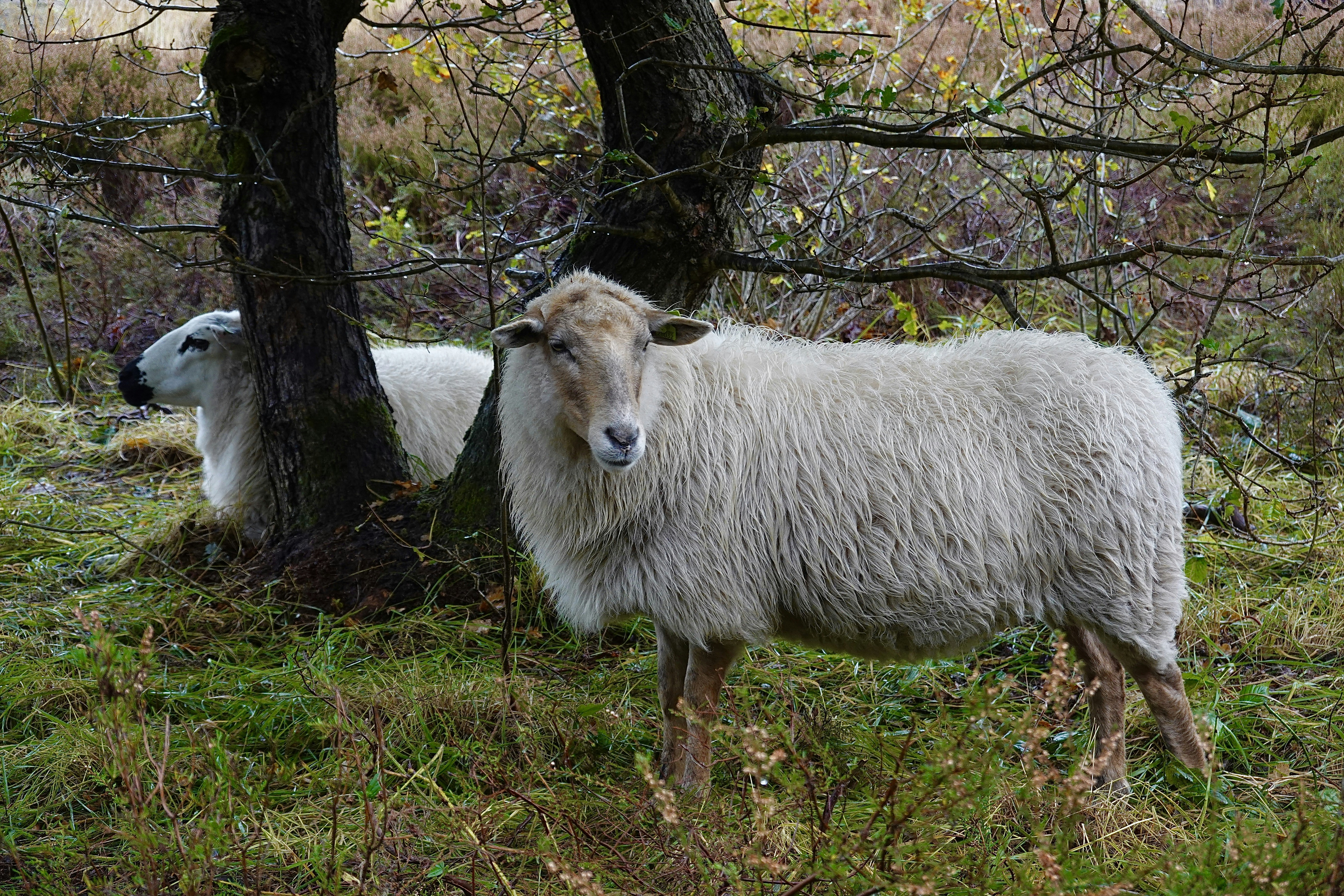 Woolly Sentinel in a Quiet Meadow Under Leafy Branches