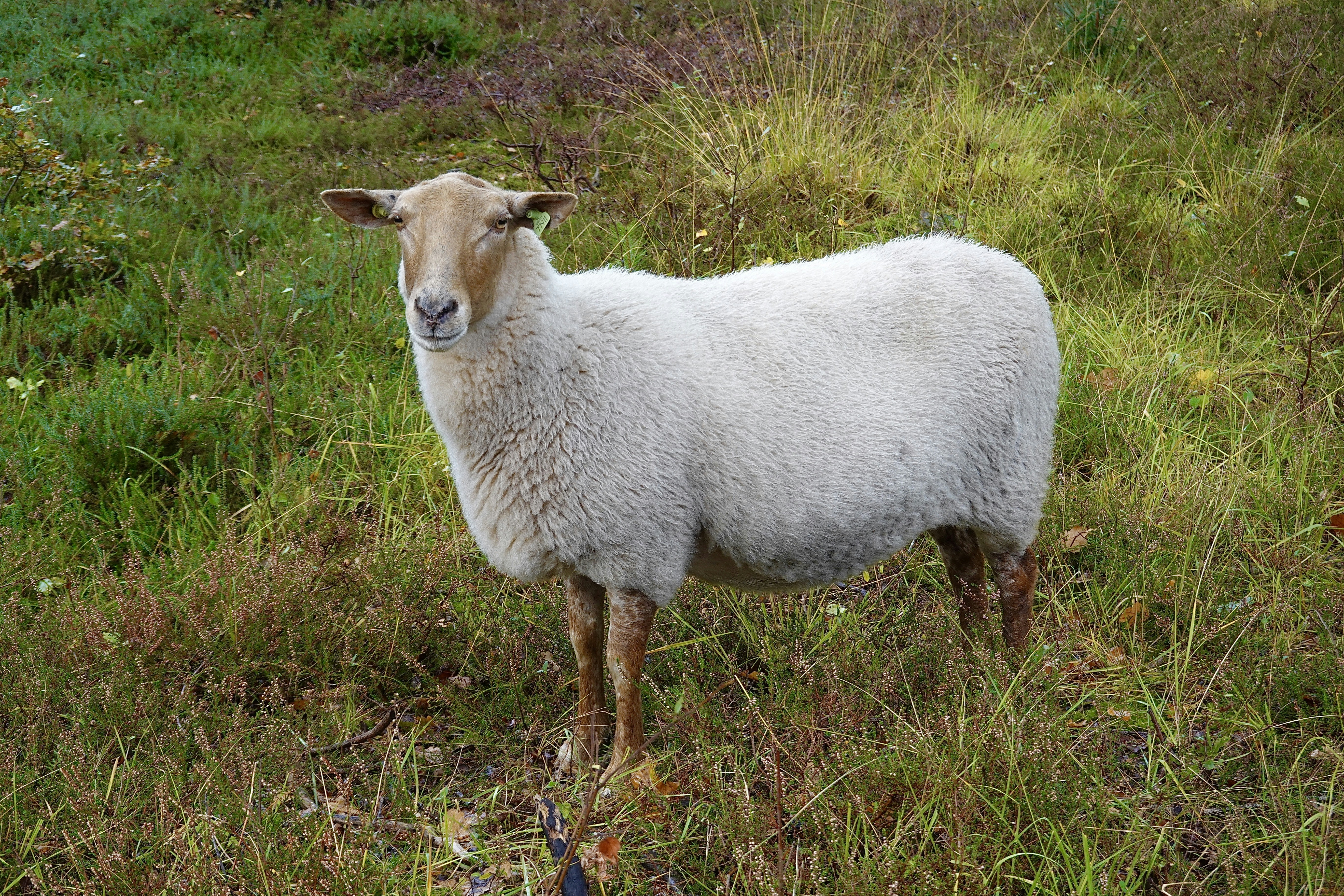 Sample photo from Sony RX100 VII