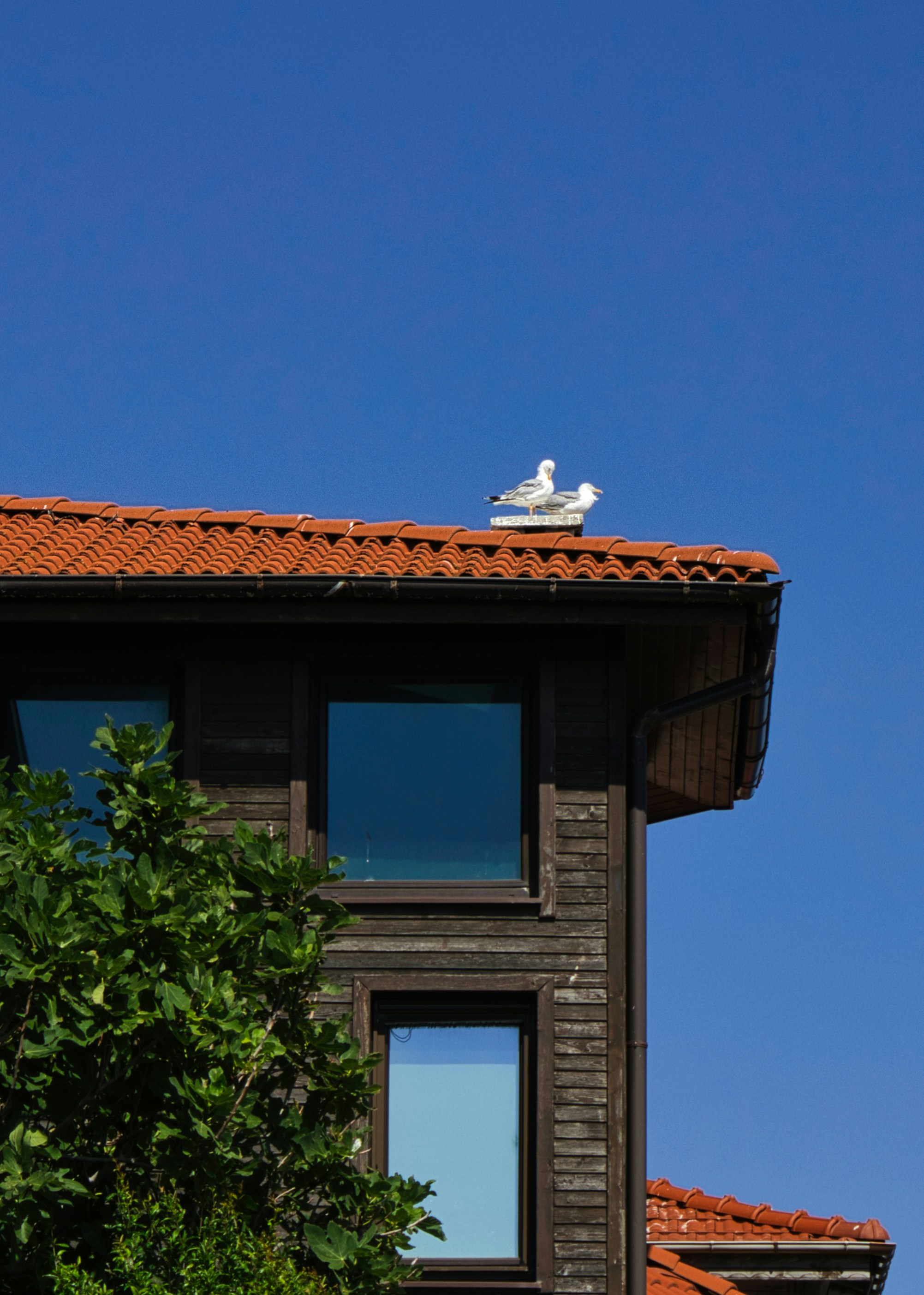 a bird on a roof