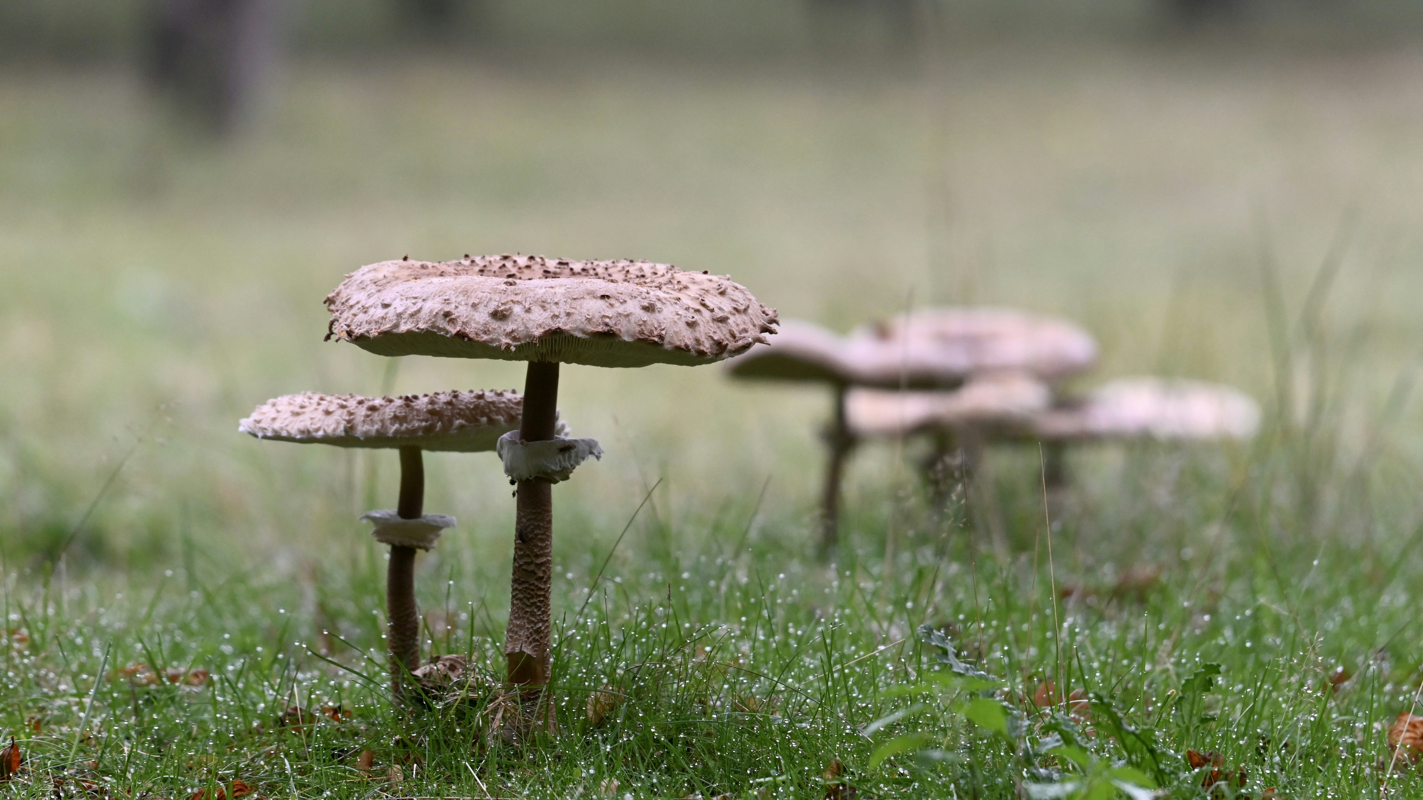 Dew-kissed mushrooms rise from a velvet meadow