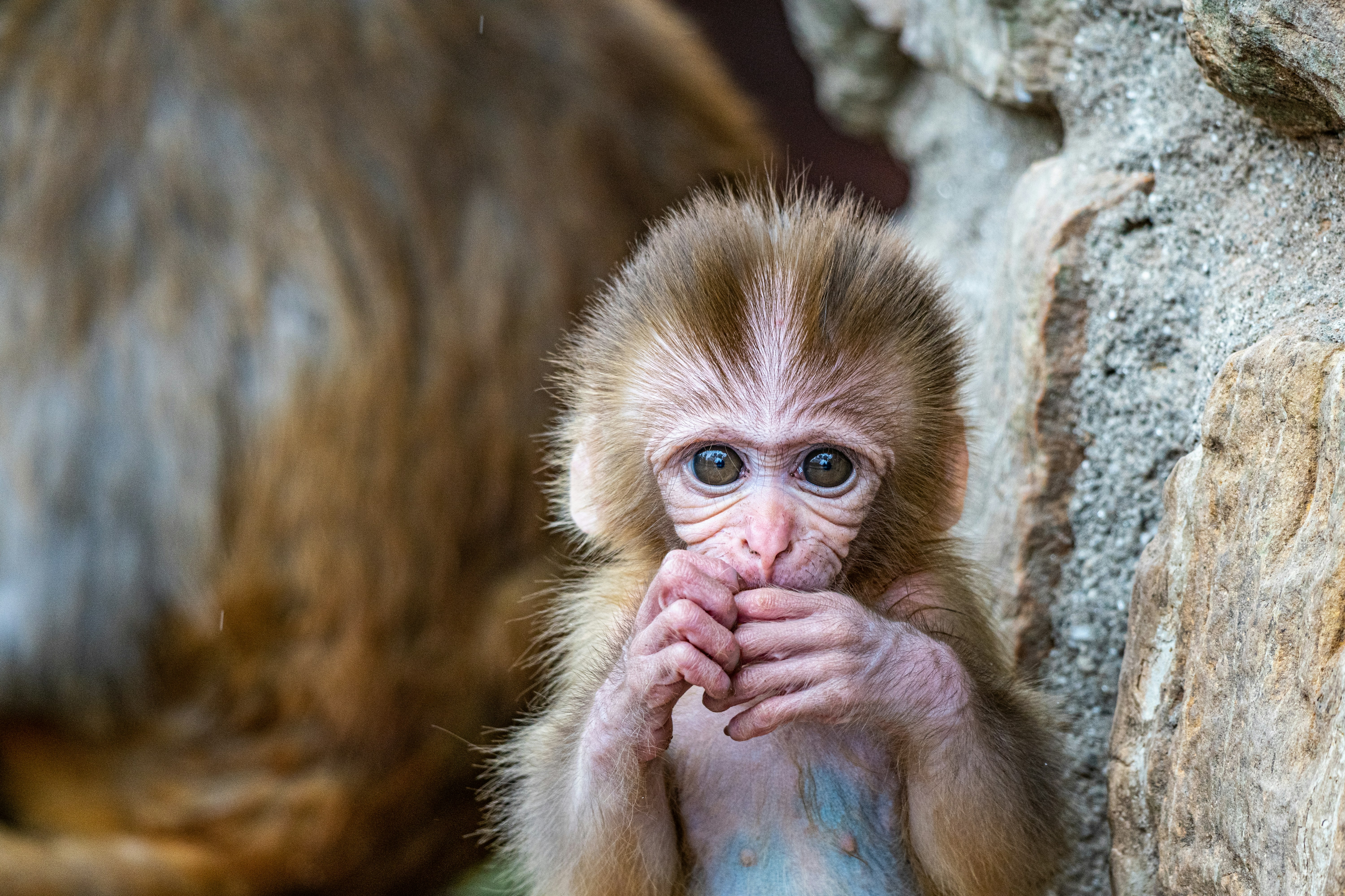 A monkey with a human face photo – Free Monkey Image on Unsplash