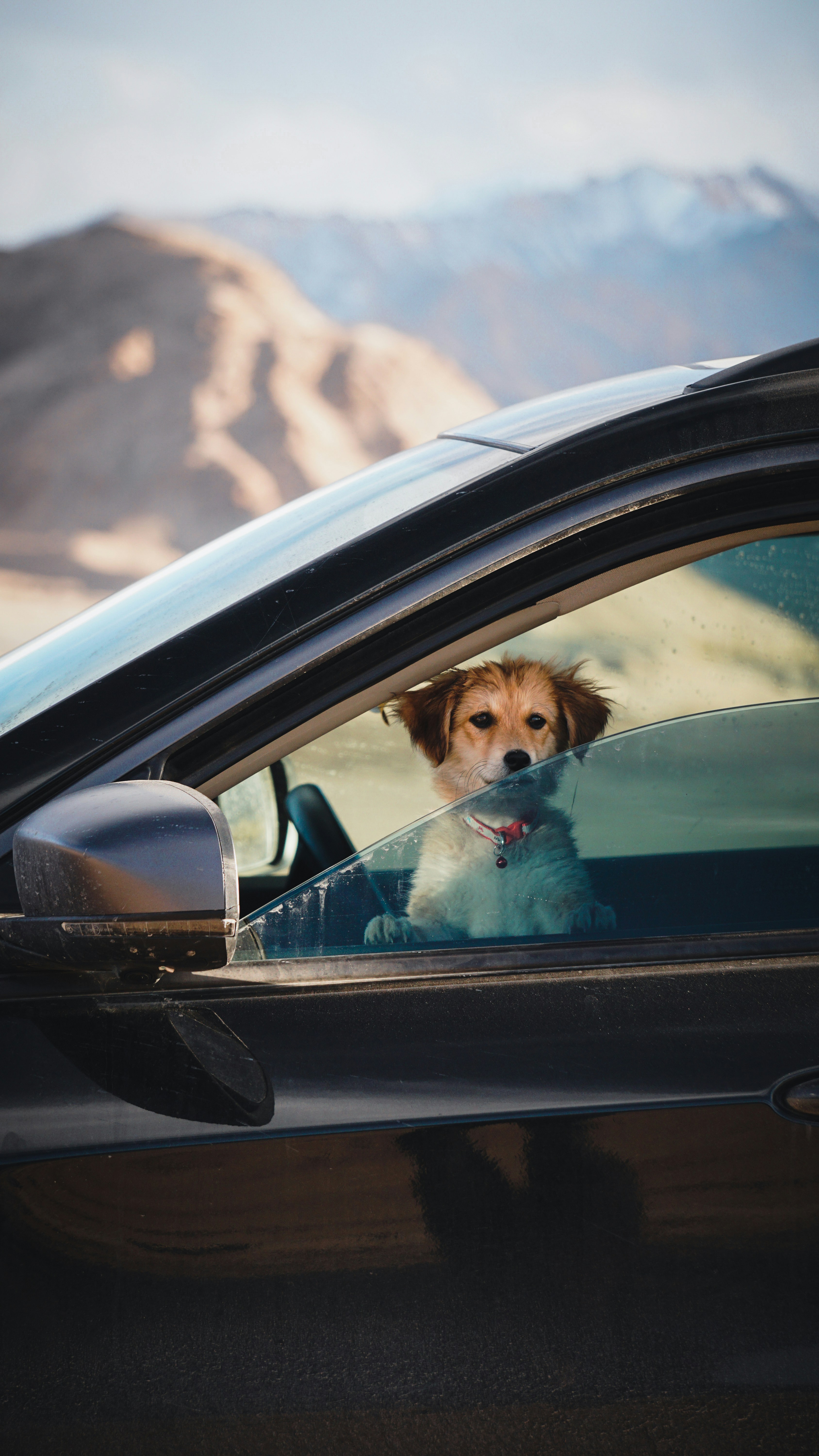 A small dog peering out from the open window of a parked car, surrounded by a scenic mountainous backdrop.