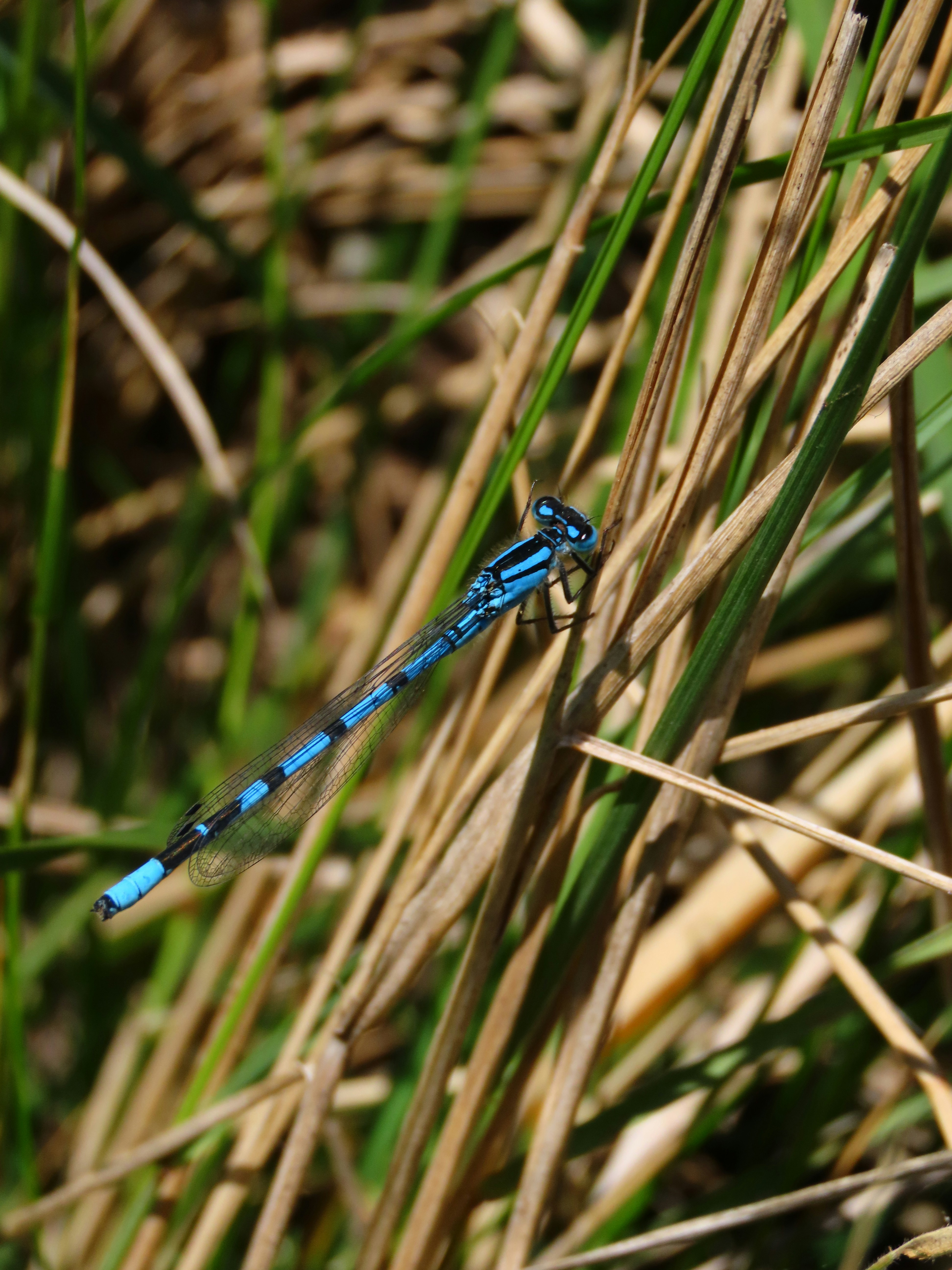 A vibrant blue dragonfly perched on dry grass, showcasing intricate patterns against a backdrop of green foliage.