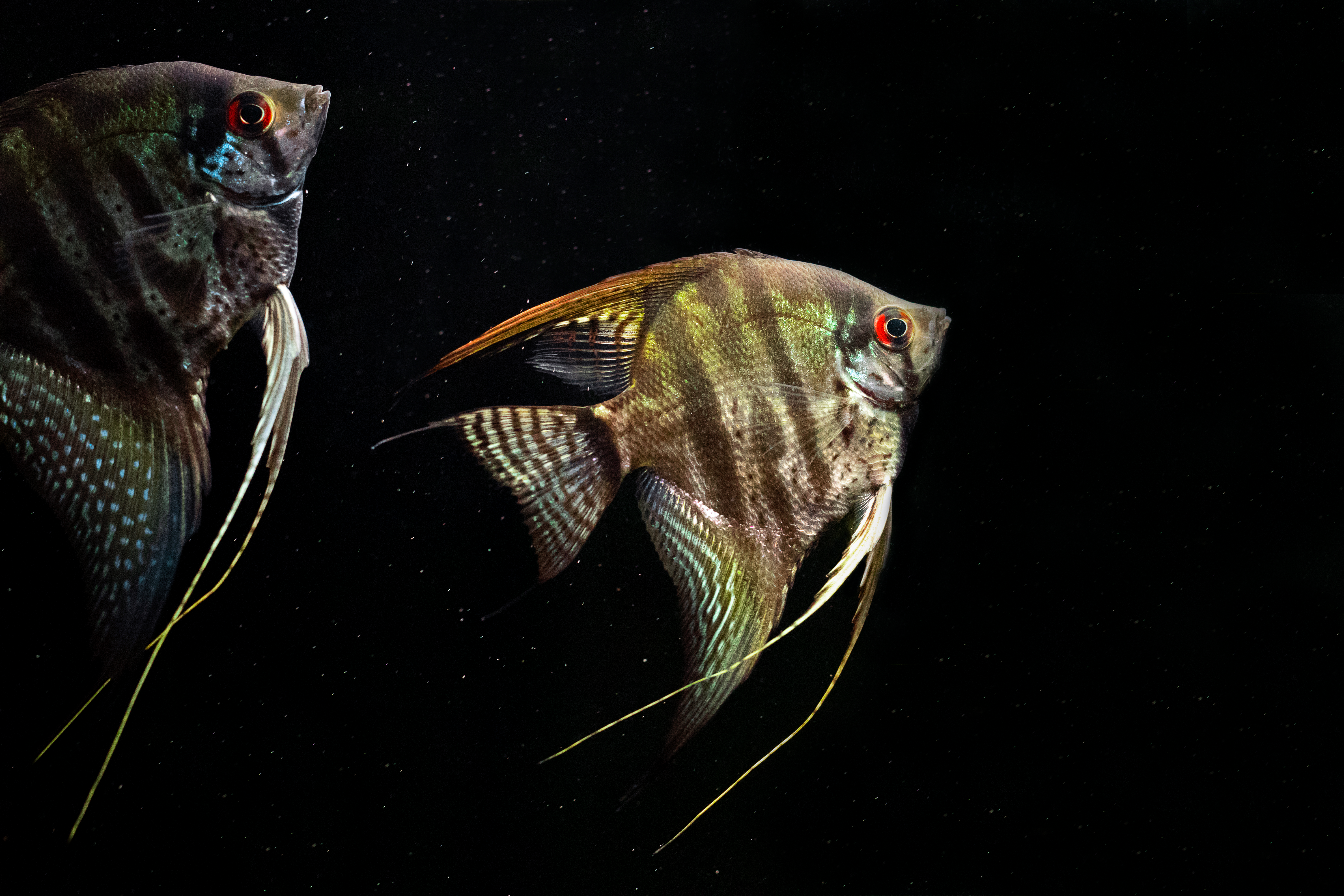 Angelfish Pictures | Download Free Images on Unsplash