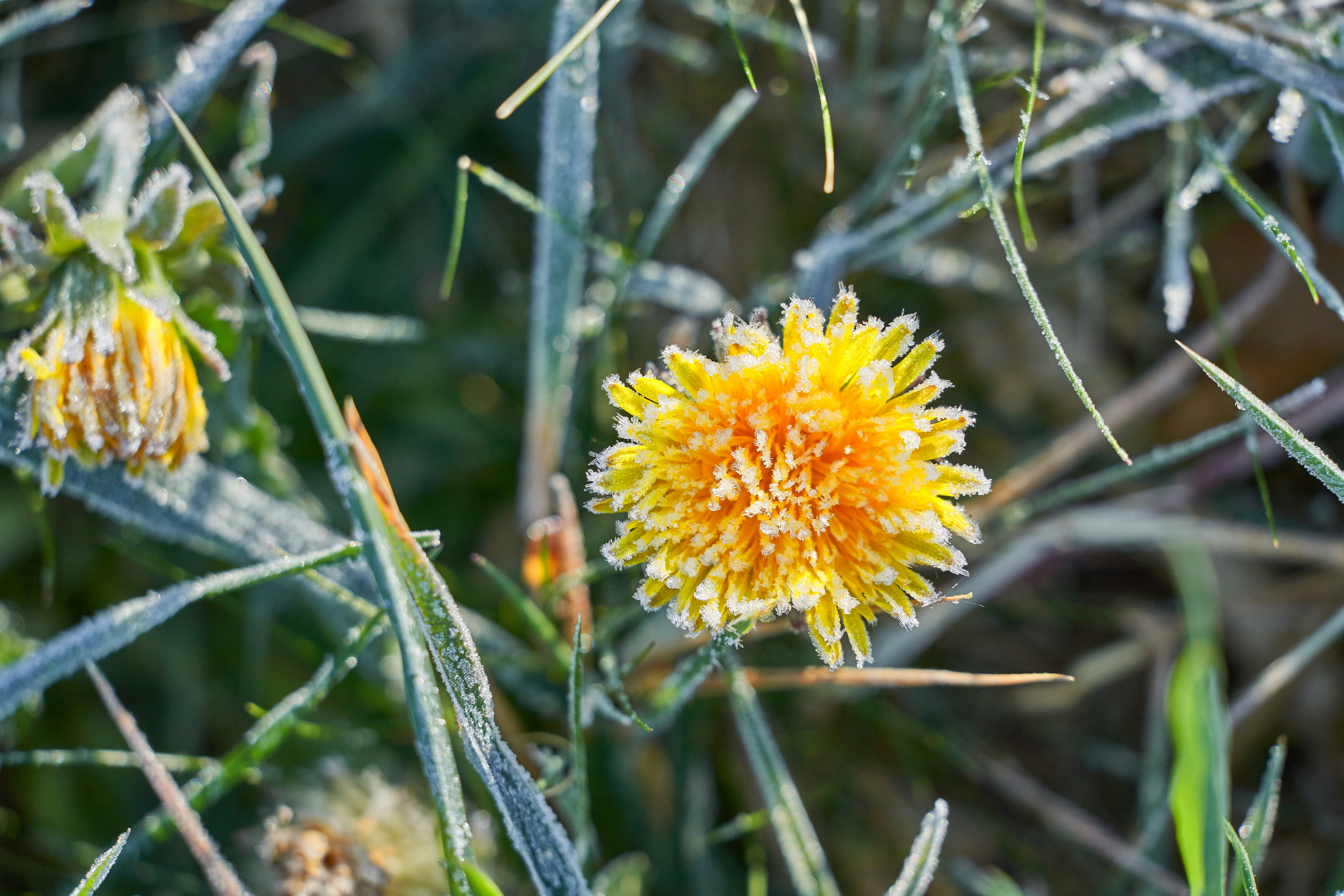 Sunburst Bloom: A Frost-Kissed Flower Standing Out in Field Grasped by Frosted Grass