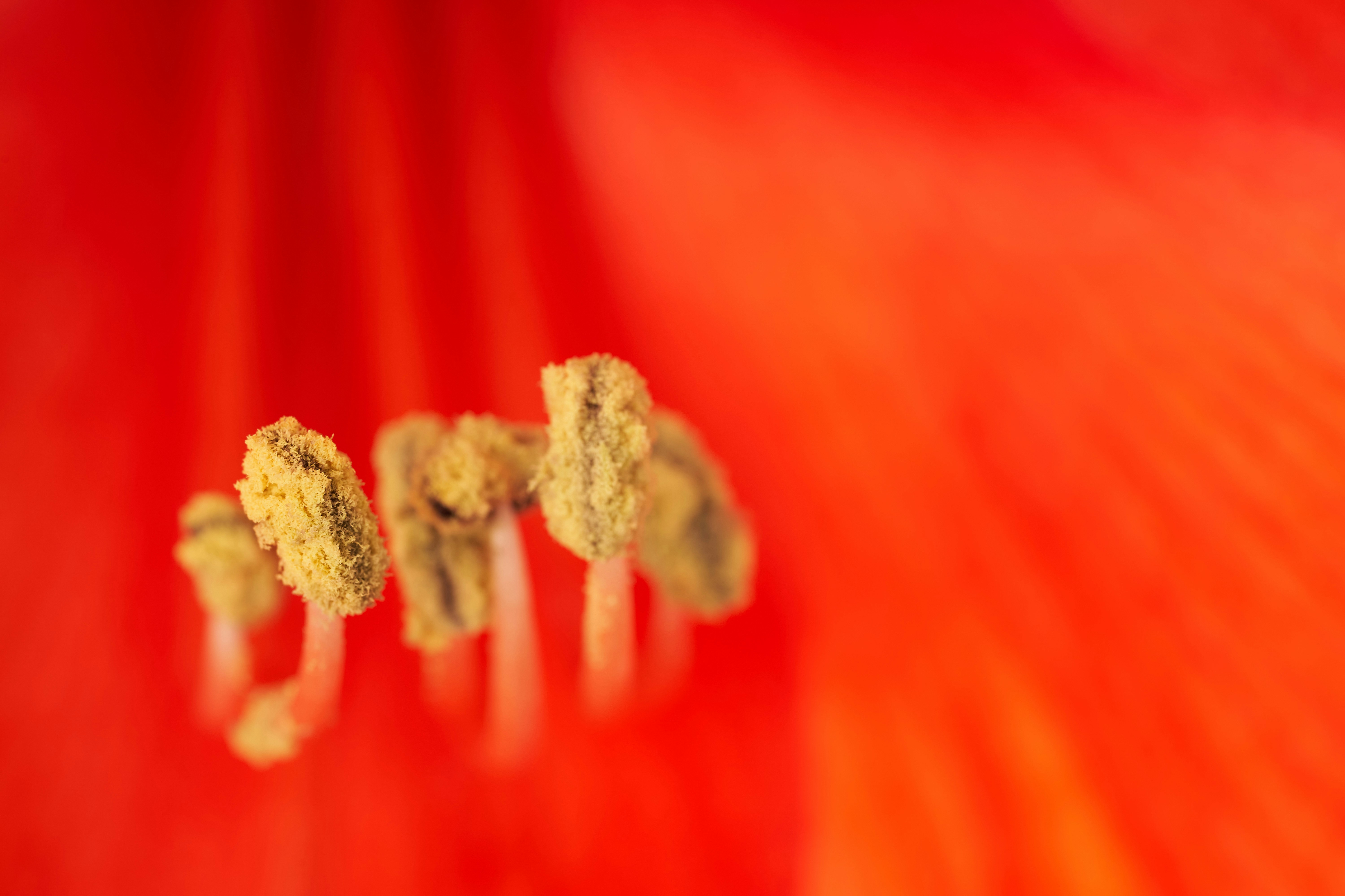 Crimson Stamen Portrait: A Macro Study in Pollen Texture