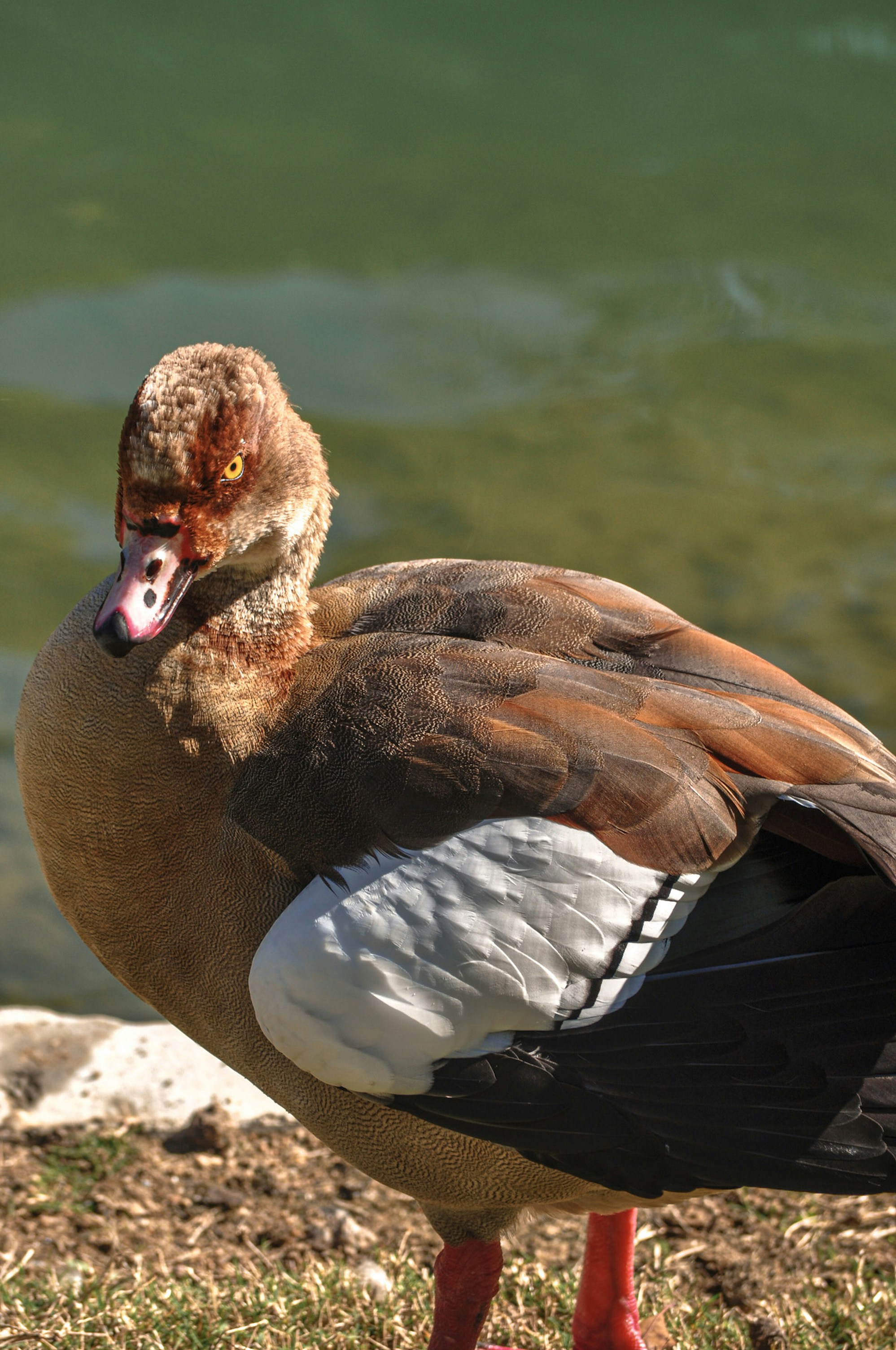 Amber-Eyed Duck at the Water's Edge: a Sunlit Shoreline Portrait