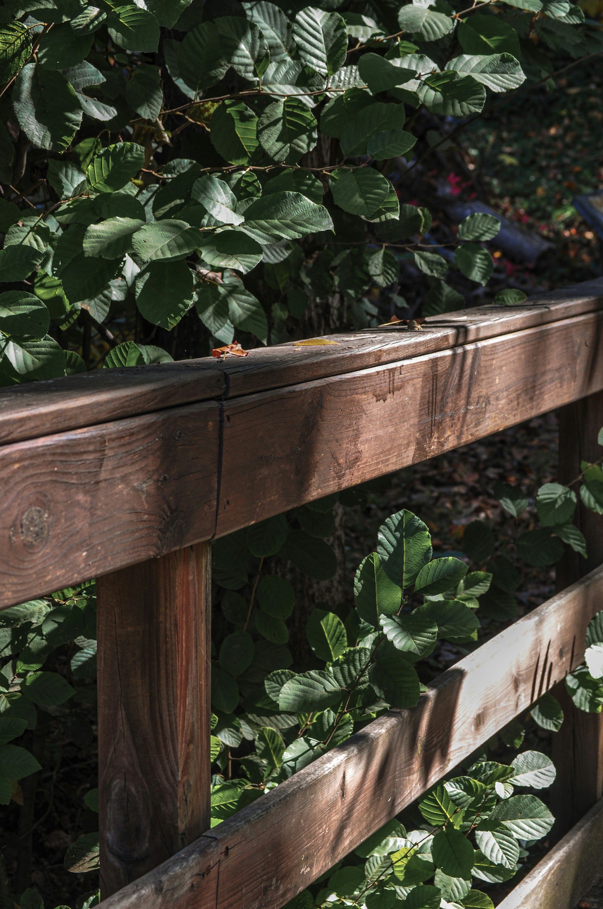 Diagonal Rail of Dappled Light: Weathered Wood Meets Green Veil