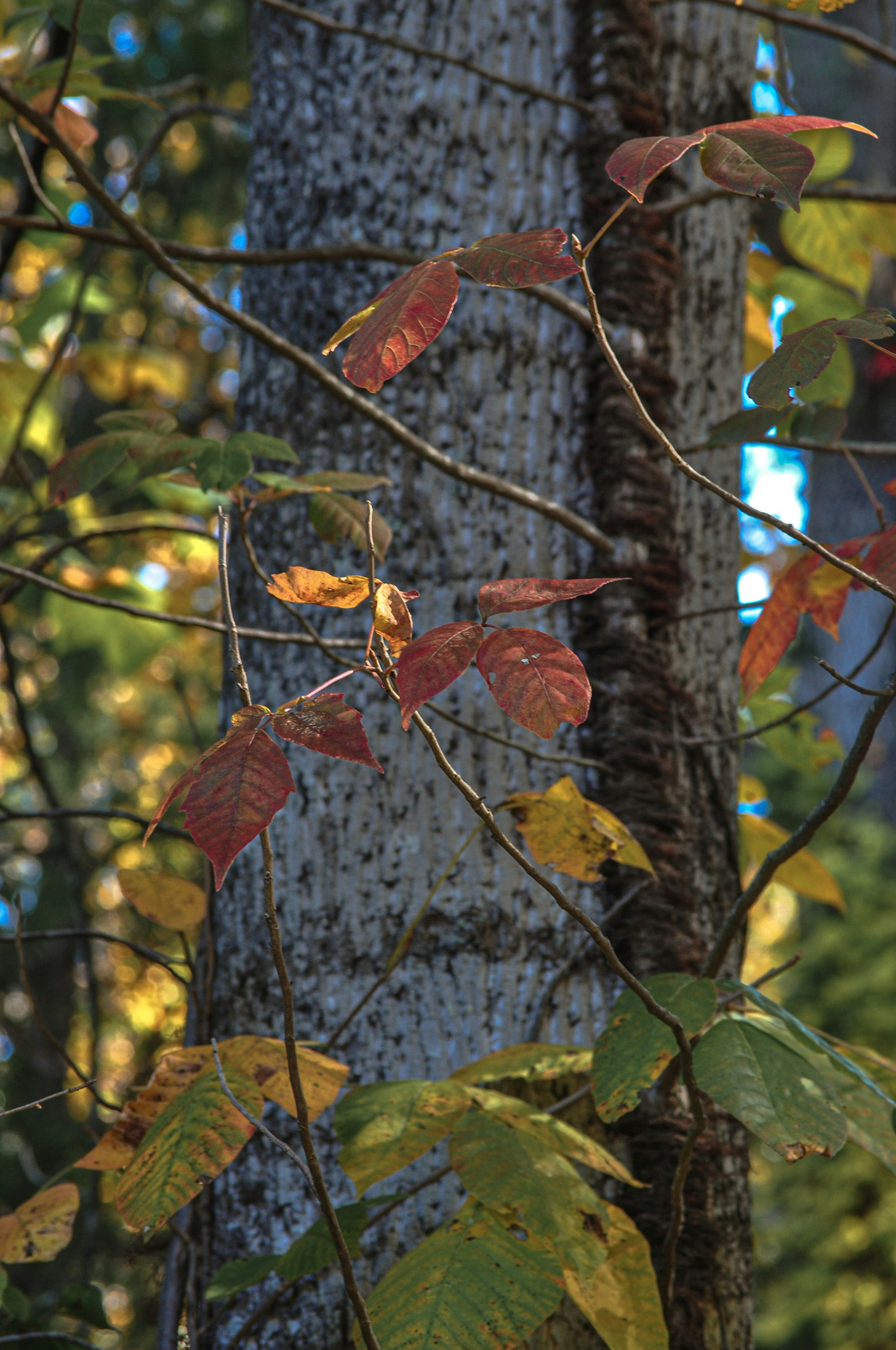 a tree with many leaves