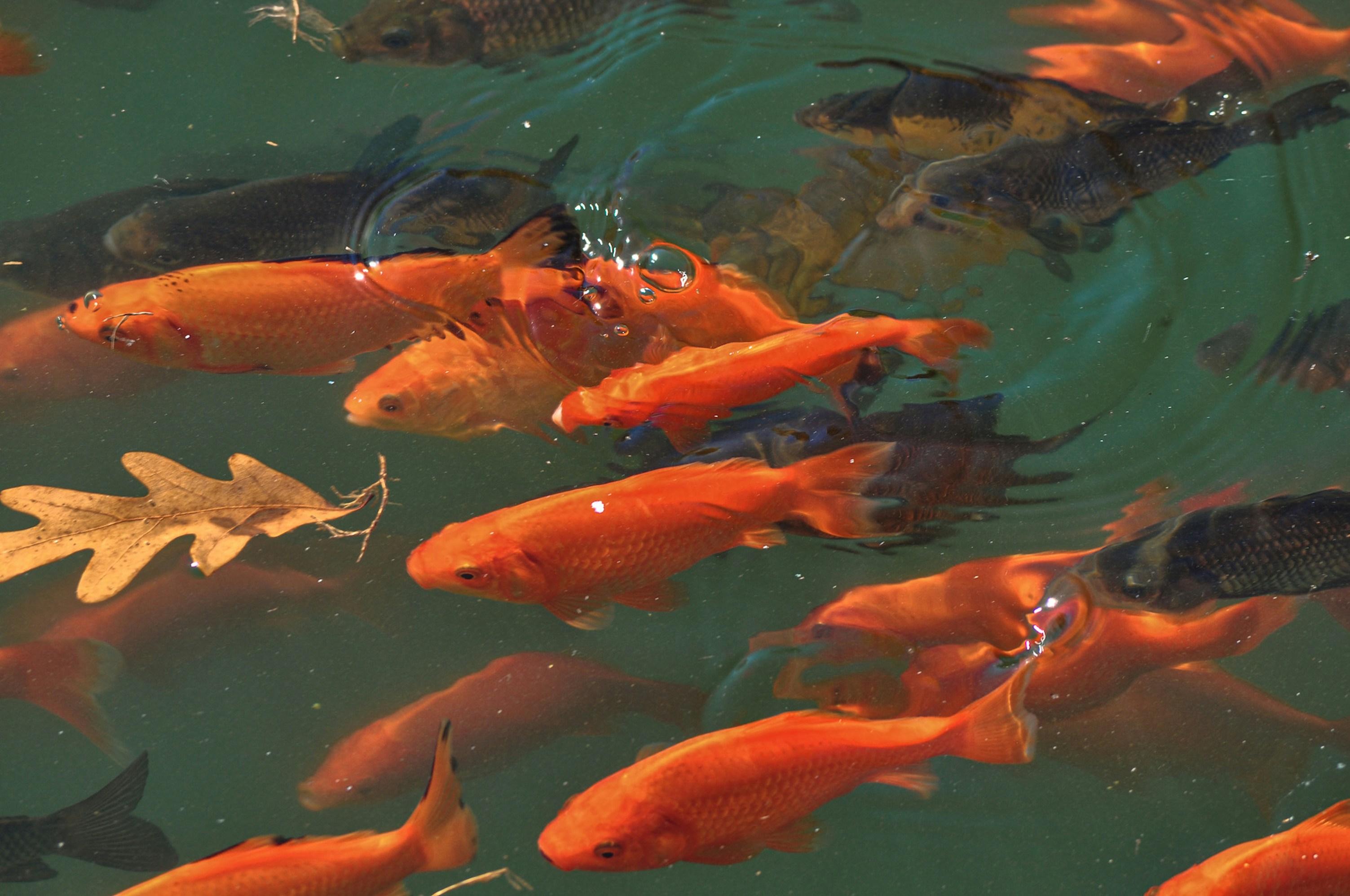 Un groupe de poissons nageant dans l’eau photo – Photo Poisson rouge ...