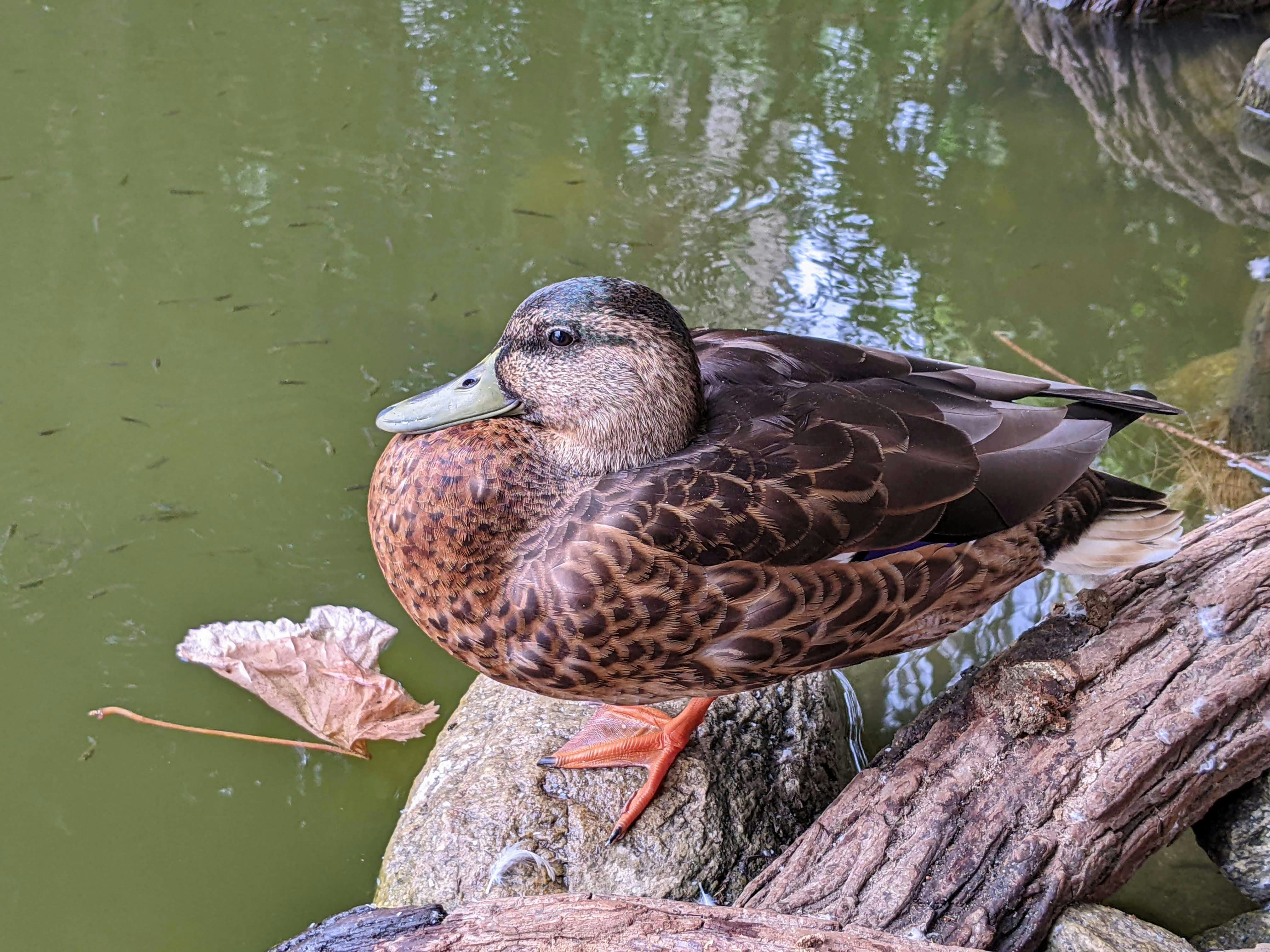 A duck on a log by water photo – Free Los angeles county arboretum ...