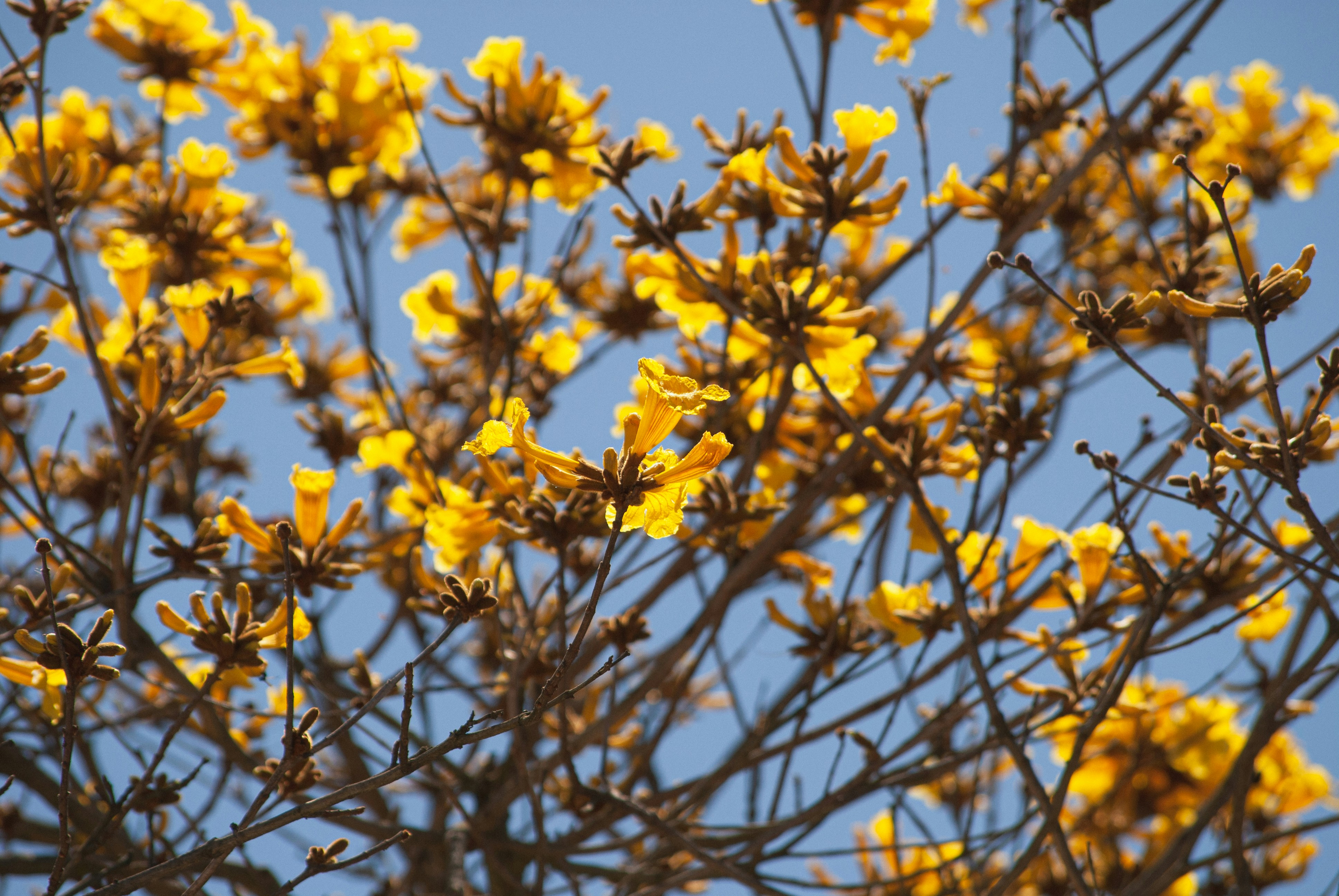 Golden Blooms Threading a Bare Branch Toward a Blue Sky
