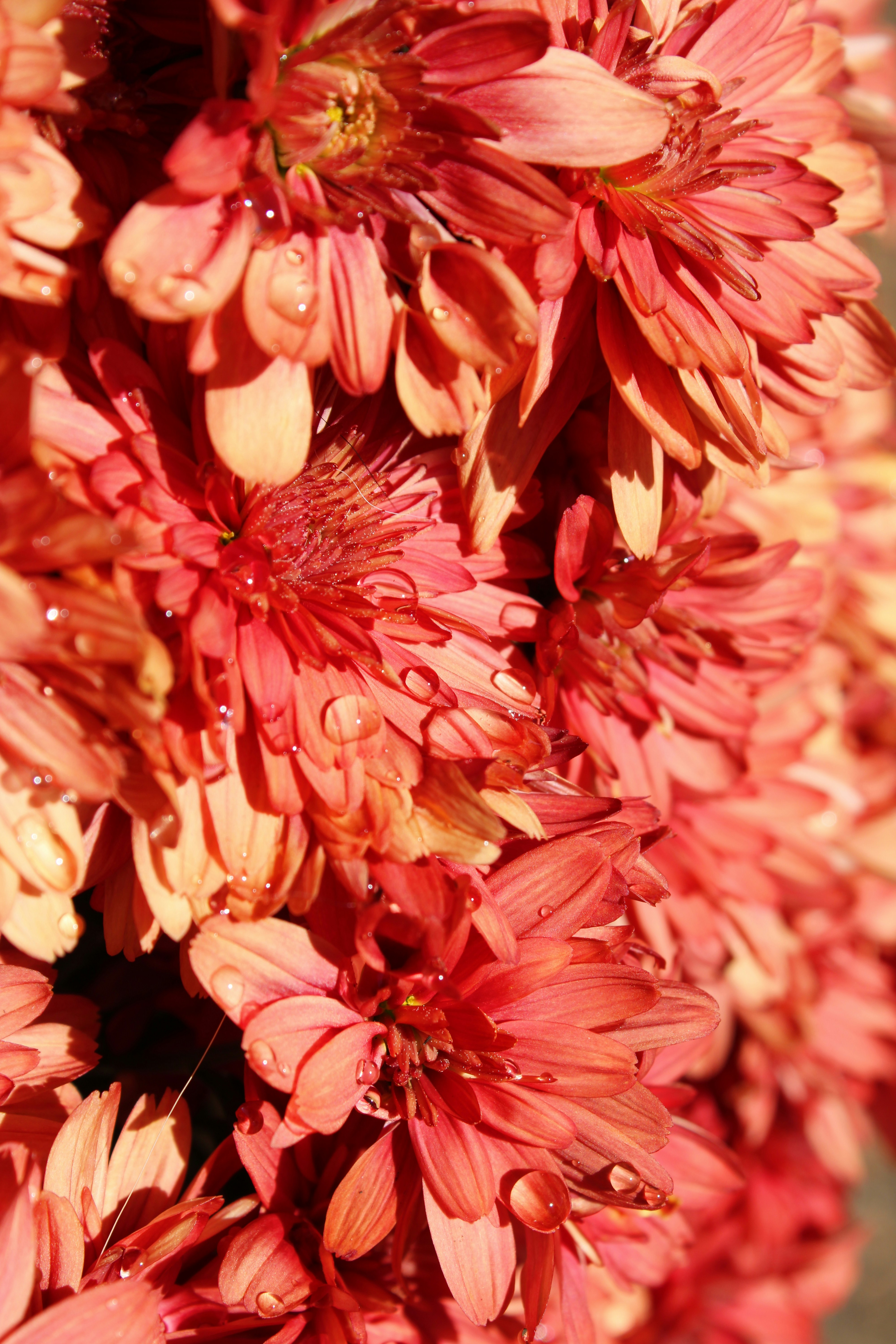 Petals in Harmony: A Floral Symphony