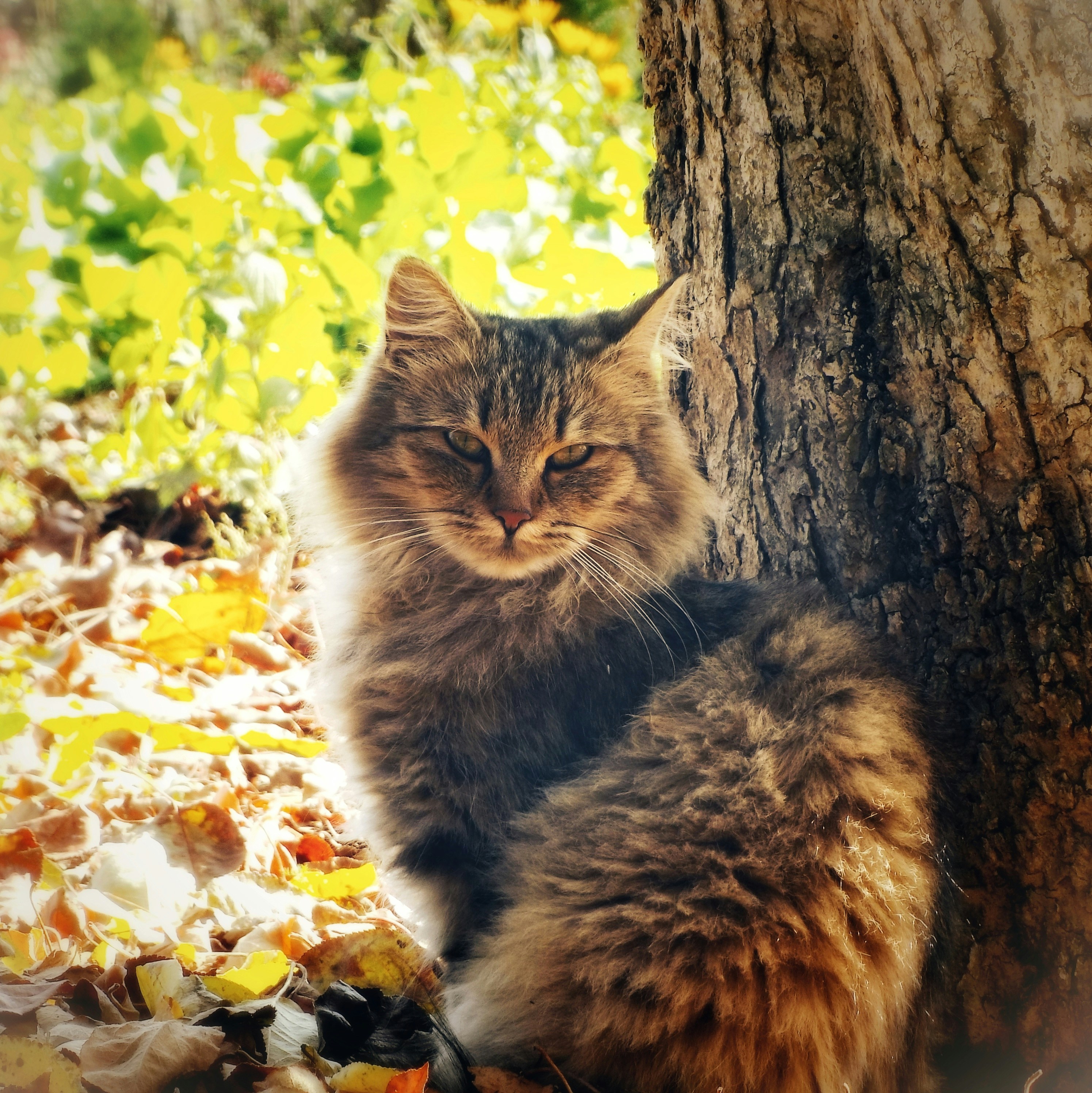 Sunlit Dormouse of Autumn: A Cat by the Tree