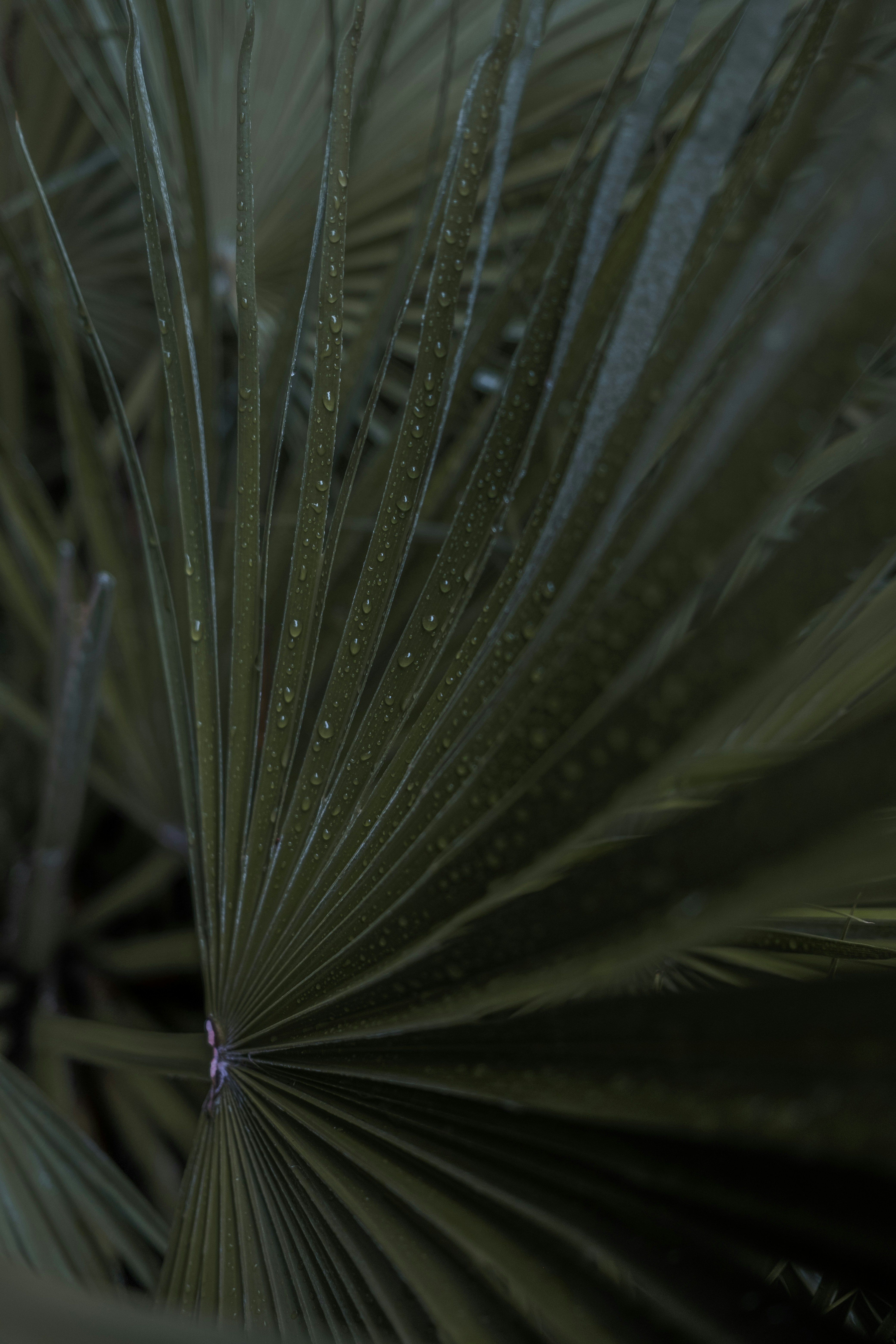 Close-up of palm fronds adorned with droplets of water, showcasing intricate textures and shades of green.